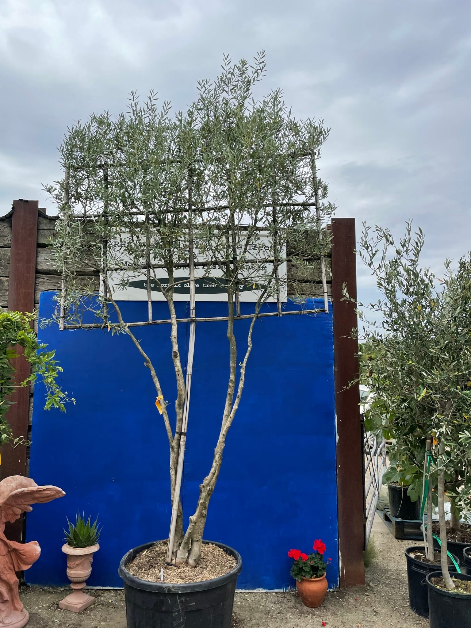 Pleached Olive Tree - The Norfolk Olive Tree Company