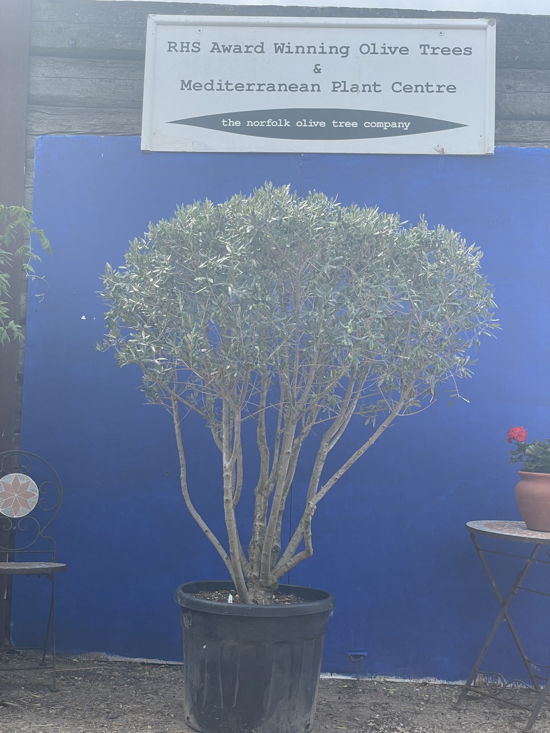 Multi stemmed Olive Tree - The Norfolk Olive Tree Company