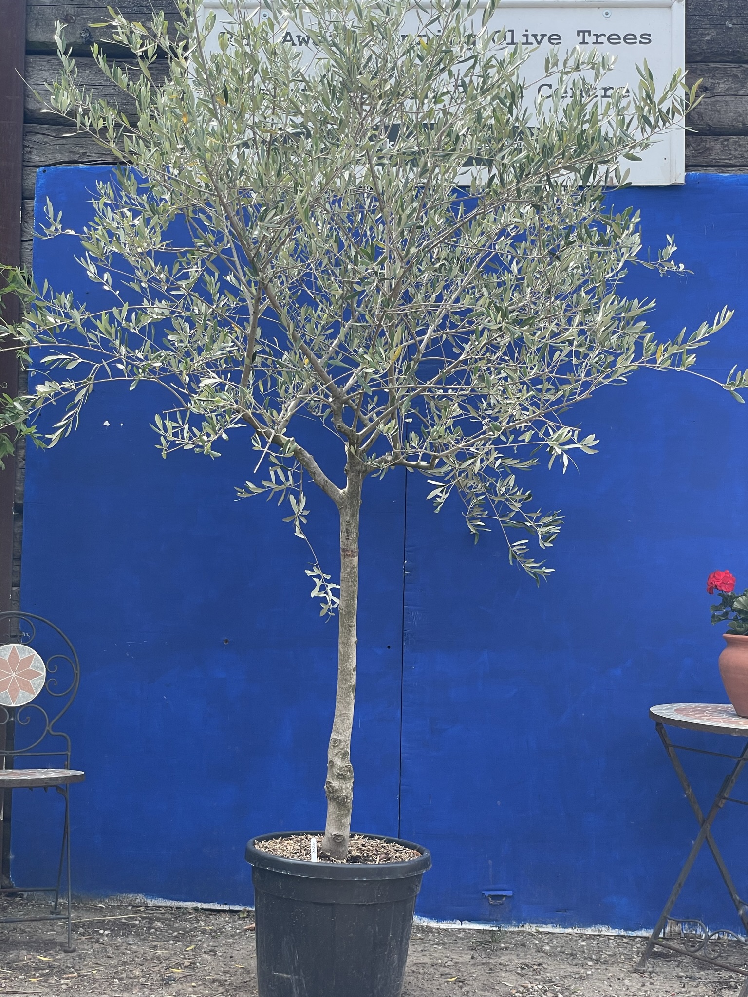 Tuscan Olive tree free delivery - The Norfolk Olive Tree Company