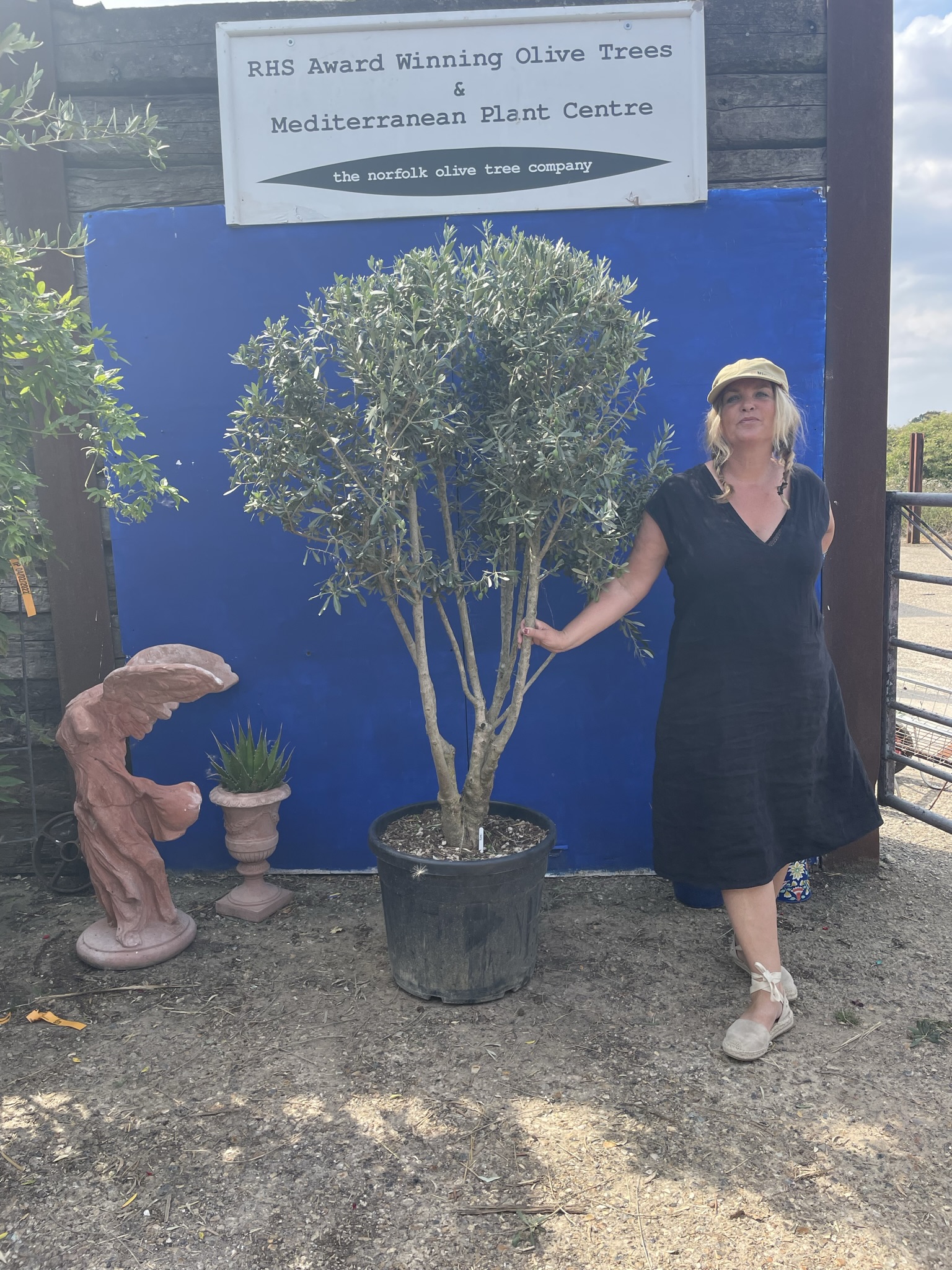 Multi stemmed Olive Tree - The Norfolk Olive Tree Company