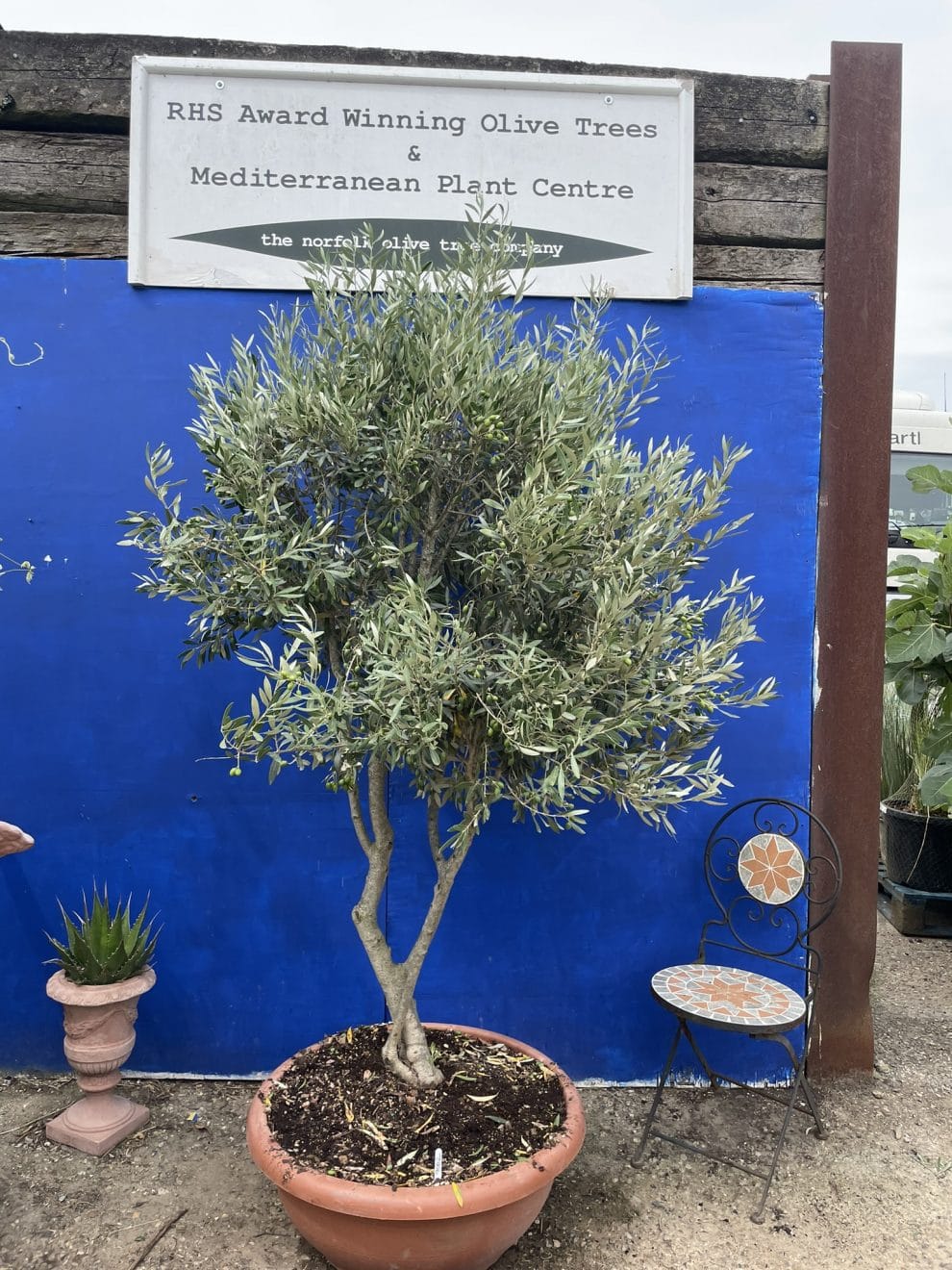 Multi stemmed Olive Tree - The Norfolk Olive Tree Company