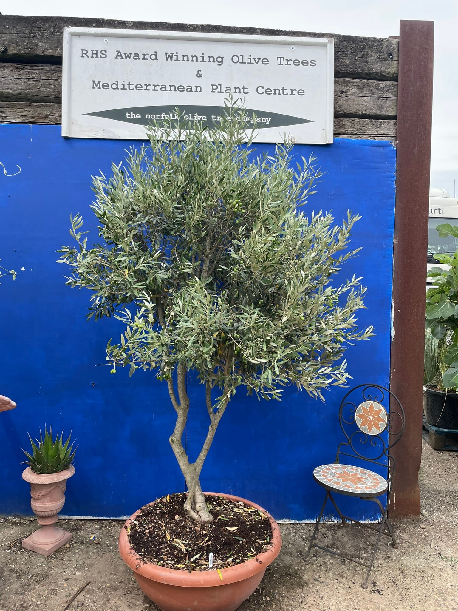 Multi stemmed Olive Tree - The Norfolk Olive Tree Company
