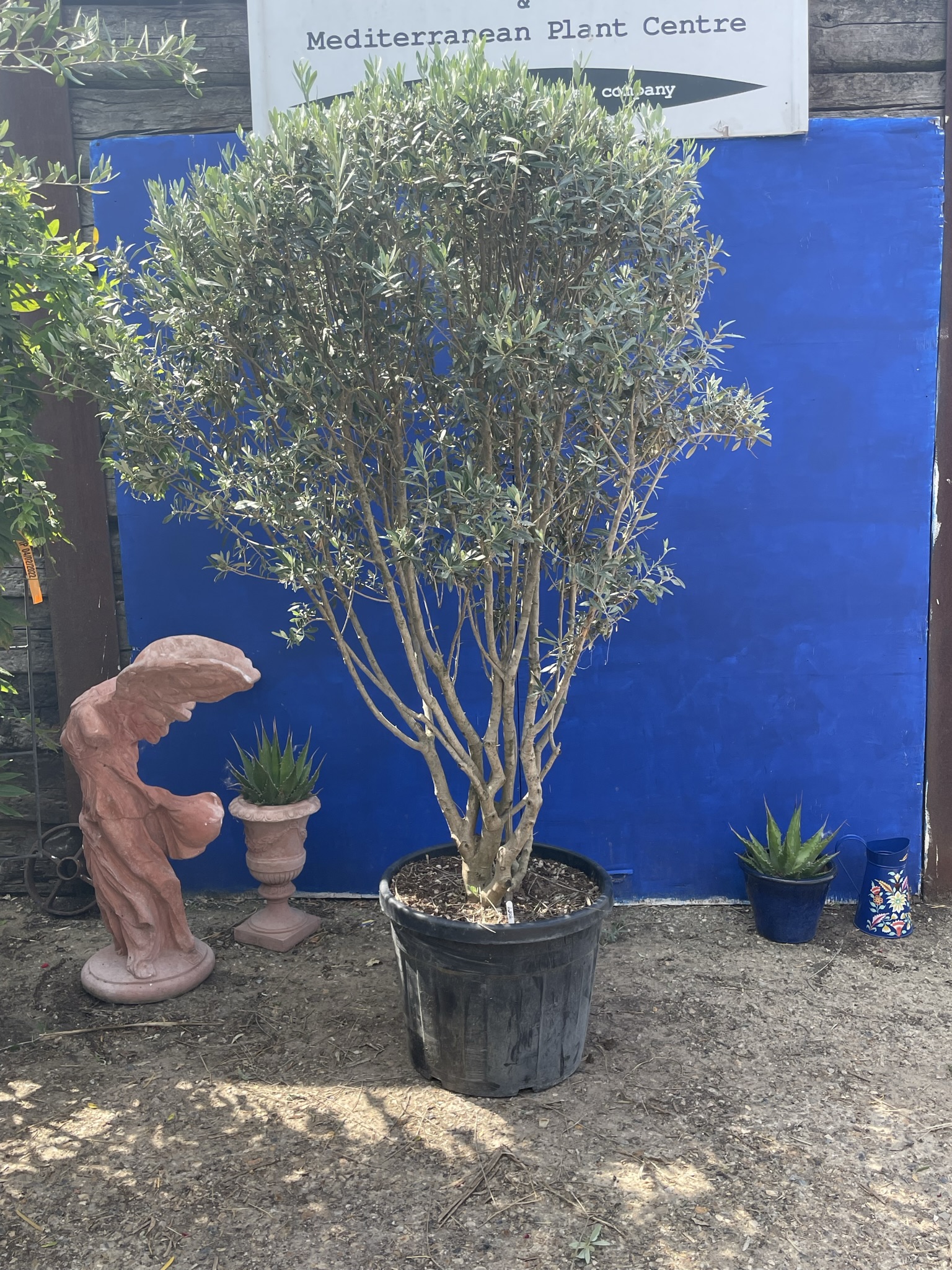 Multi stemmed Olive Tree - The Norfolk Olive Tree Company