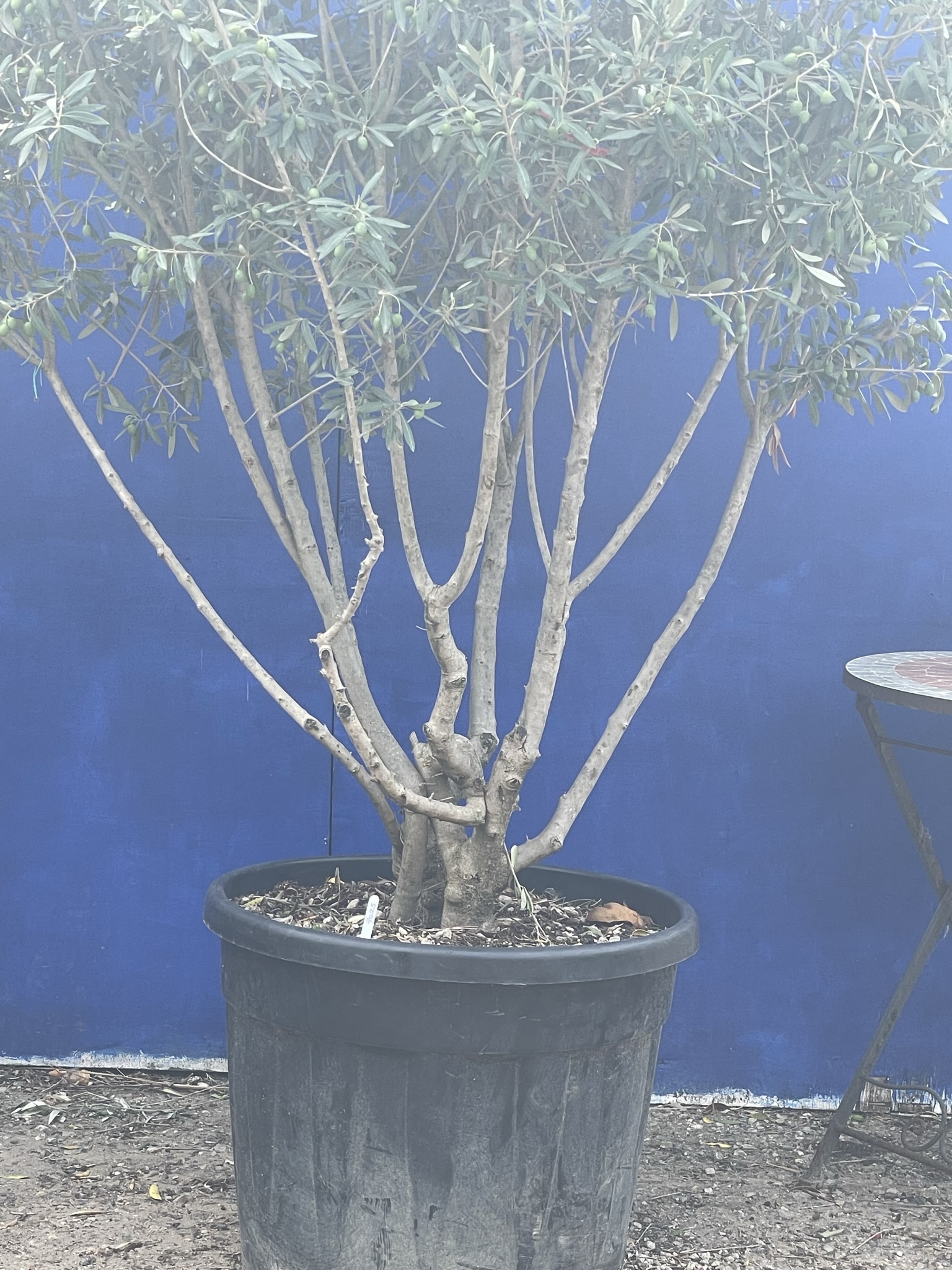Multi stemmed Olive Tree - The Norfolk Olive Tree Company