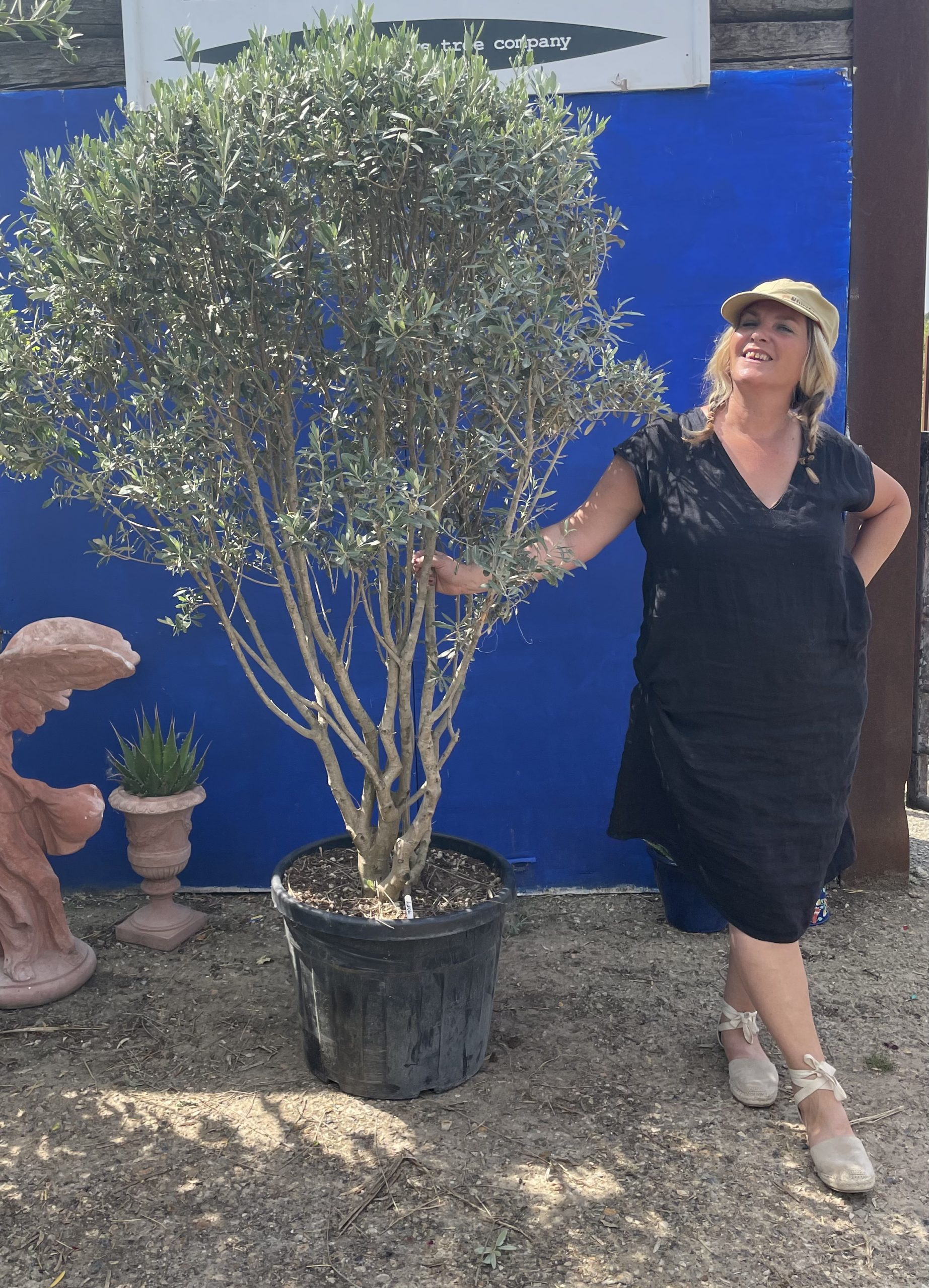 Multi stemmed Olive Tree - The Norfolk Olive Tree Company