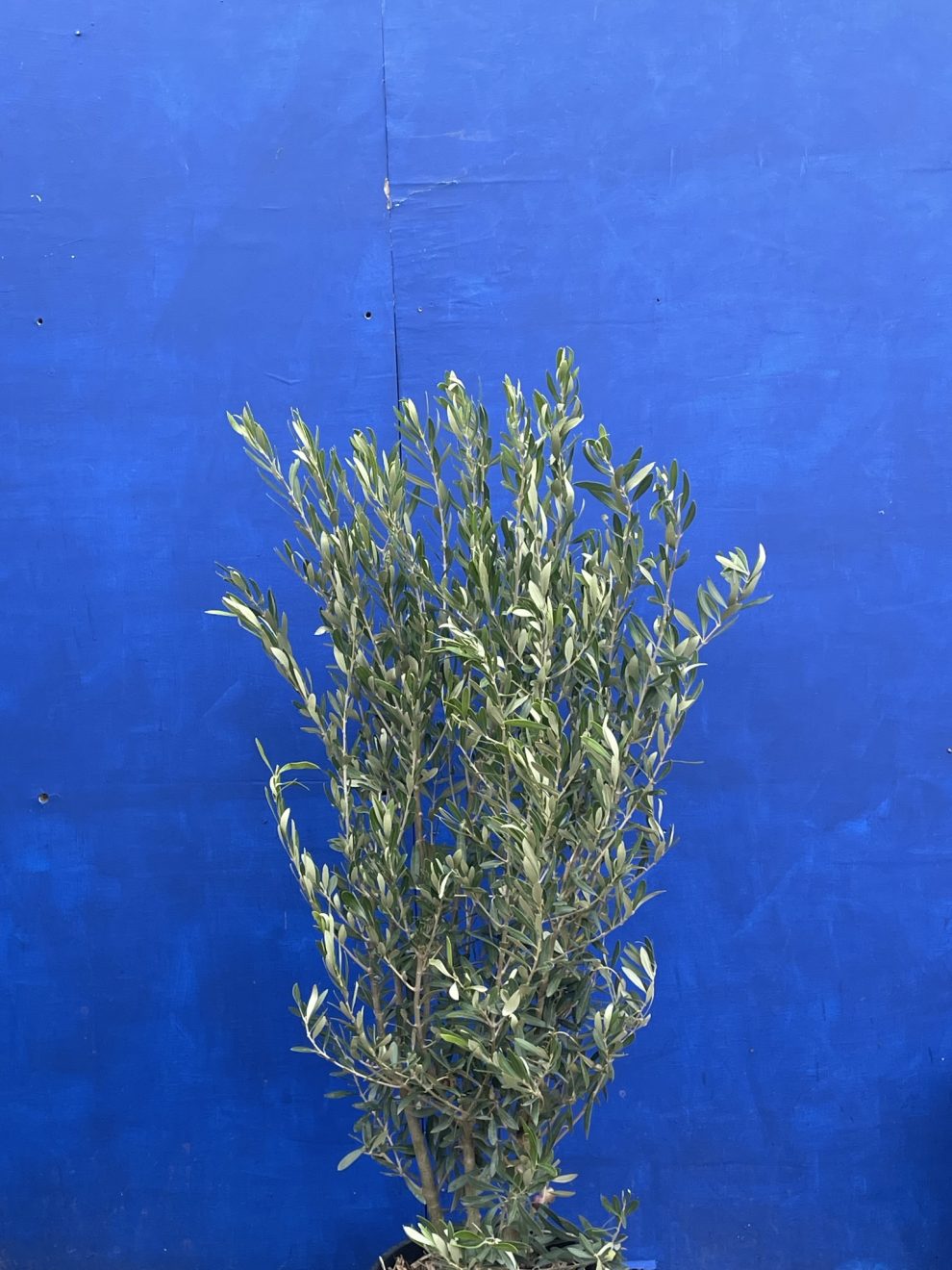 Bushy olive tree. Free delivery. - The Norfolk Olive Tree Company