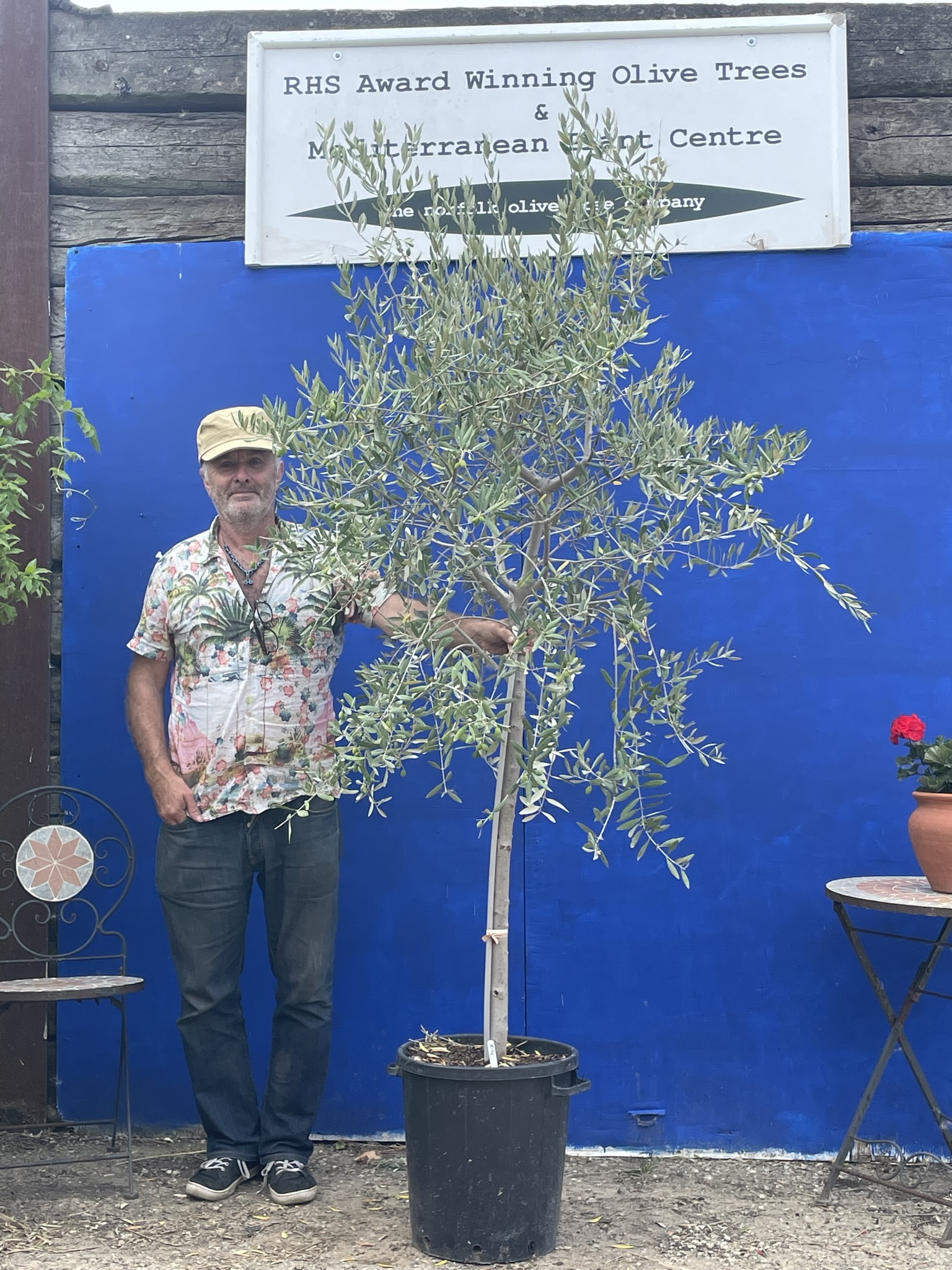 Tuscan Olive tree free delivery - The Norfolk Olive Tree Company
