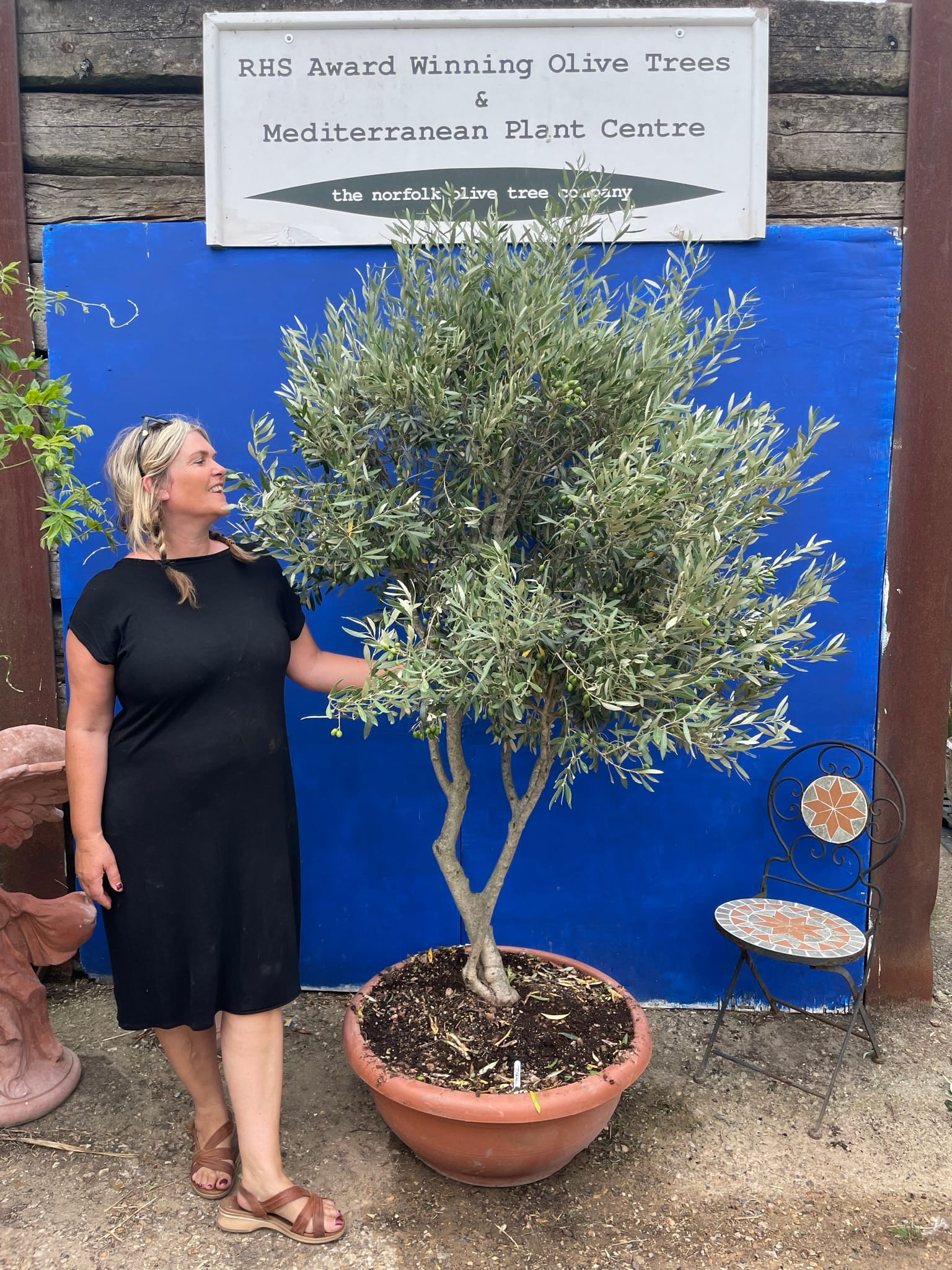 Multi stemmed Olive Tree - The Norfolk Olive Tree Company