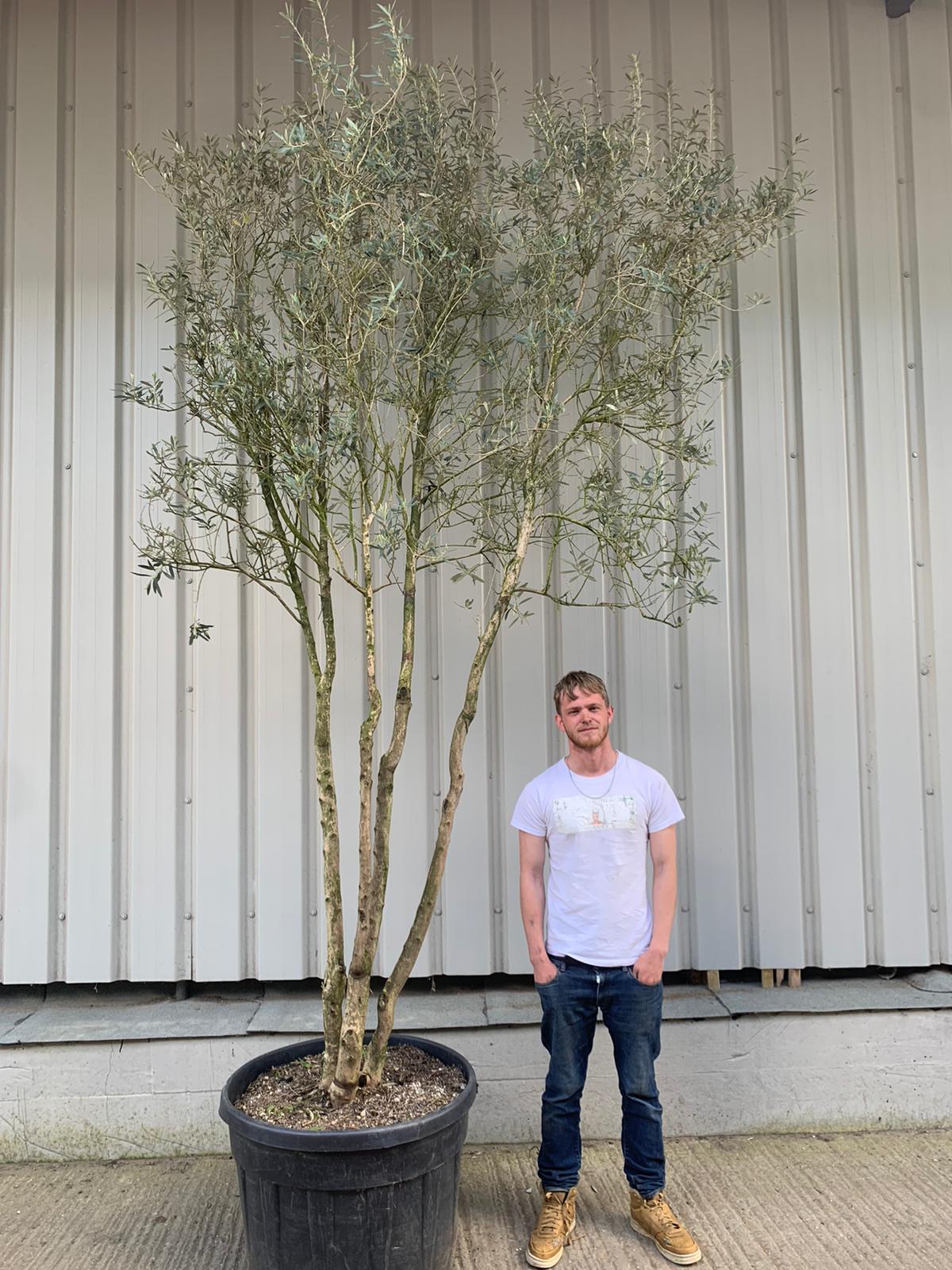 Multi stem Olive Tree - The Norfolk Olive Tree Company