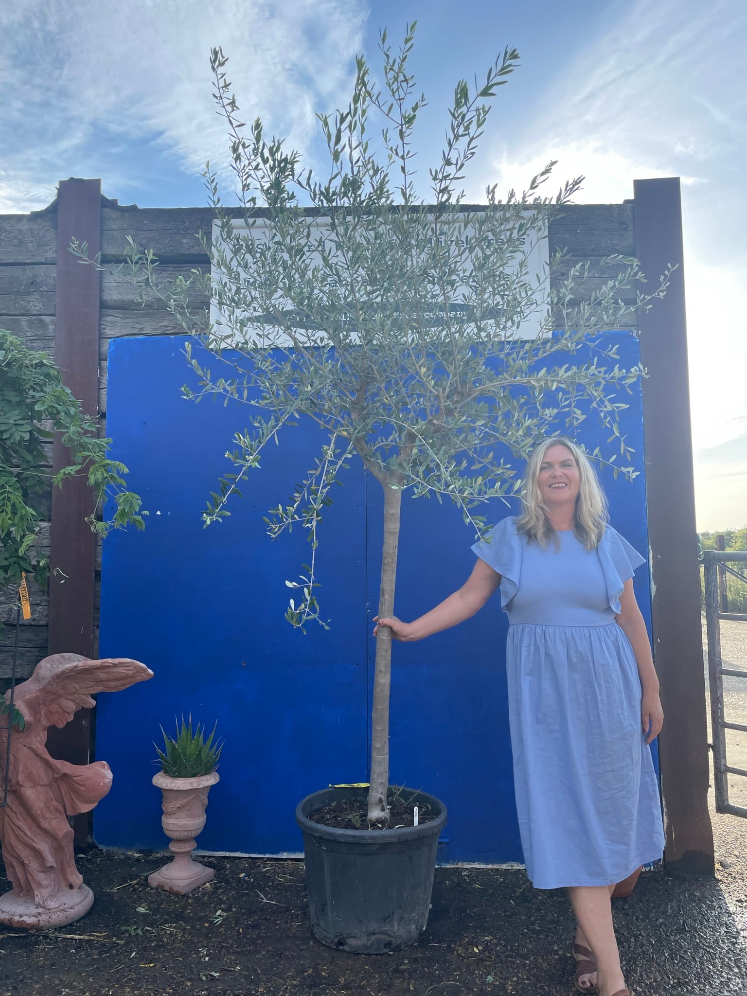 Tuscan olive tree - The Norfolk Olive Tree Company