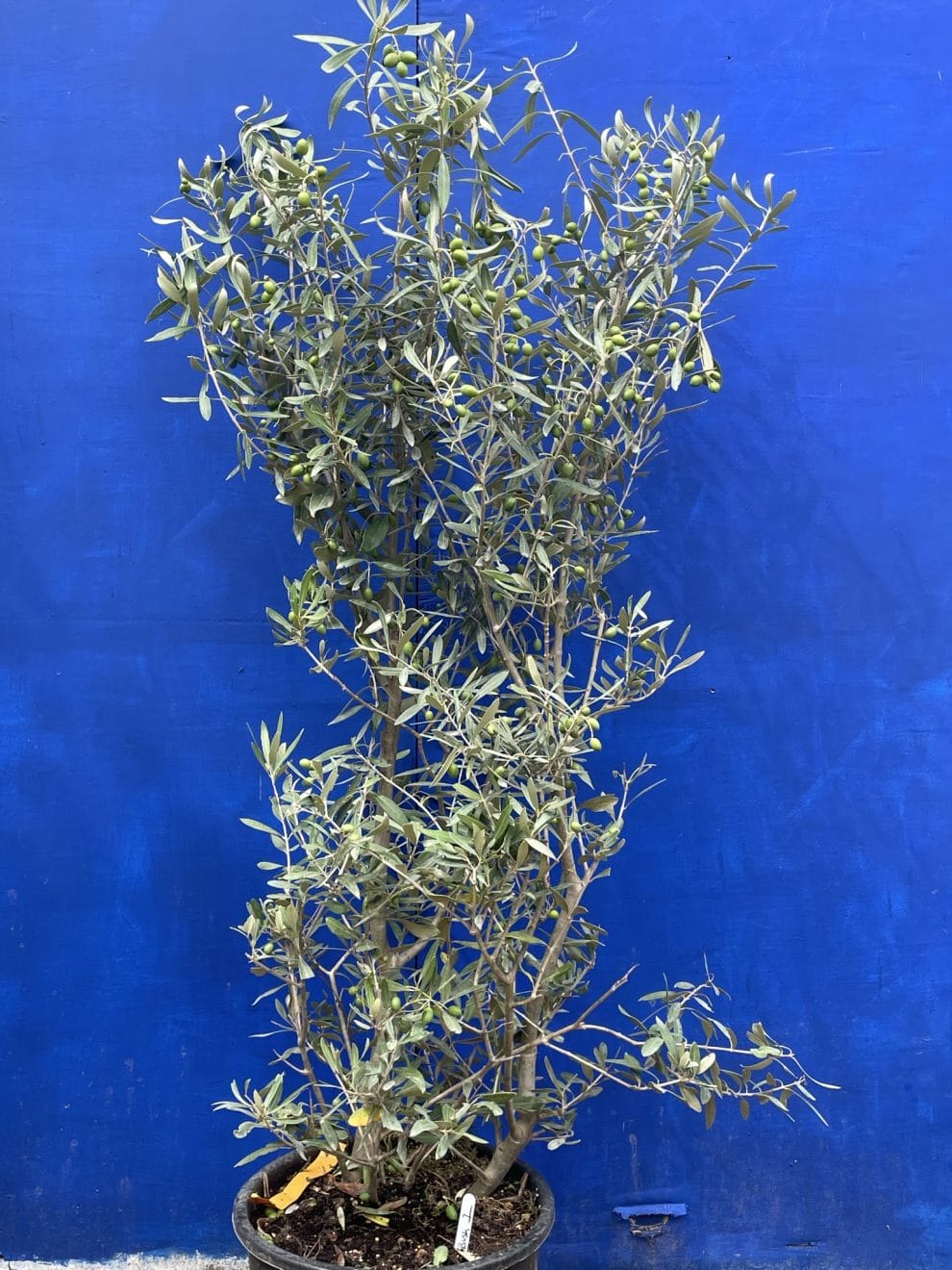 Bushy olive tree. Free delivery. - The Norfolk Olive Tree Company