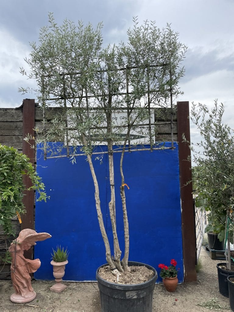 Pleached Olive Tree - The Norfolk Olive Tree Company