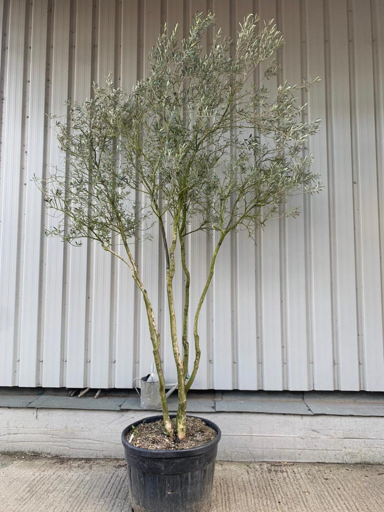 Multi-stem Olive Tree - The Norfolk Olive Tree Company