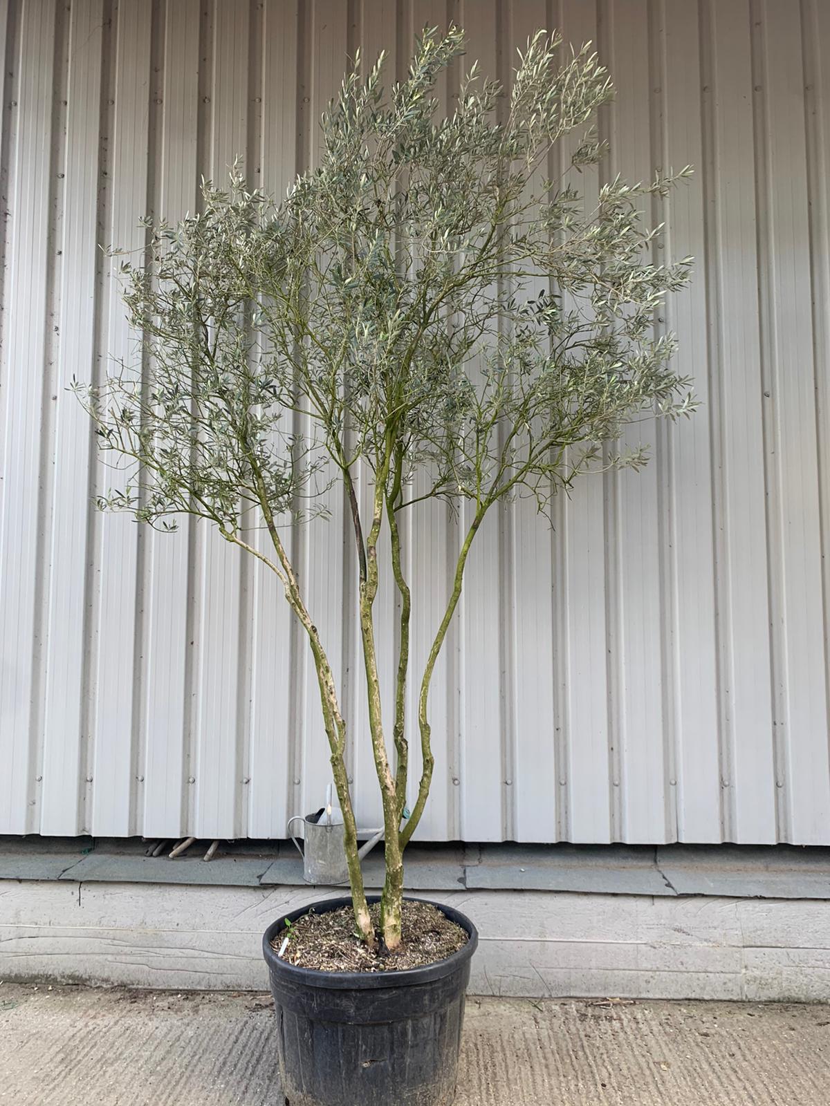 Multi-stem Olive Tree - The Norfolk Olive Tree Company