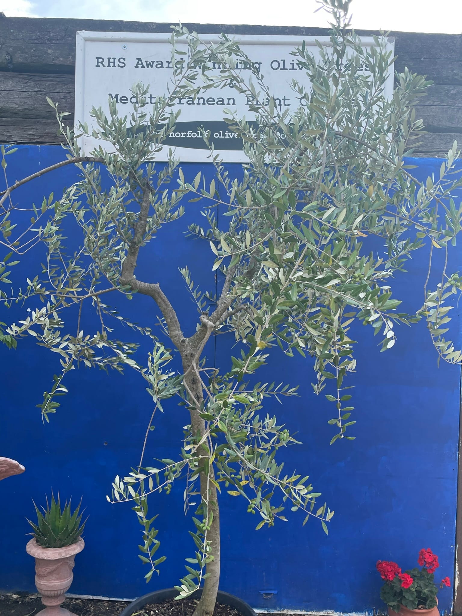Tuscan olive tree - The Norfolk Olive Tree Company