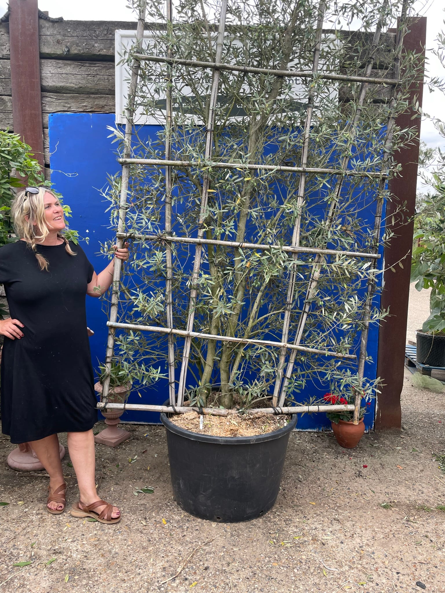 Where Is The Best Place To Buy An Olive Tree at Mary Wilber blog
