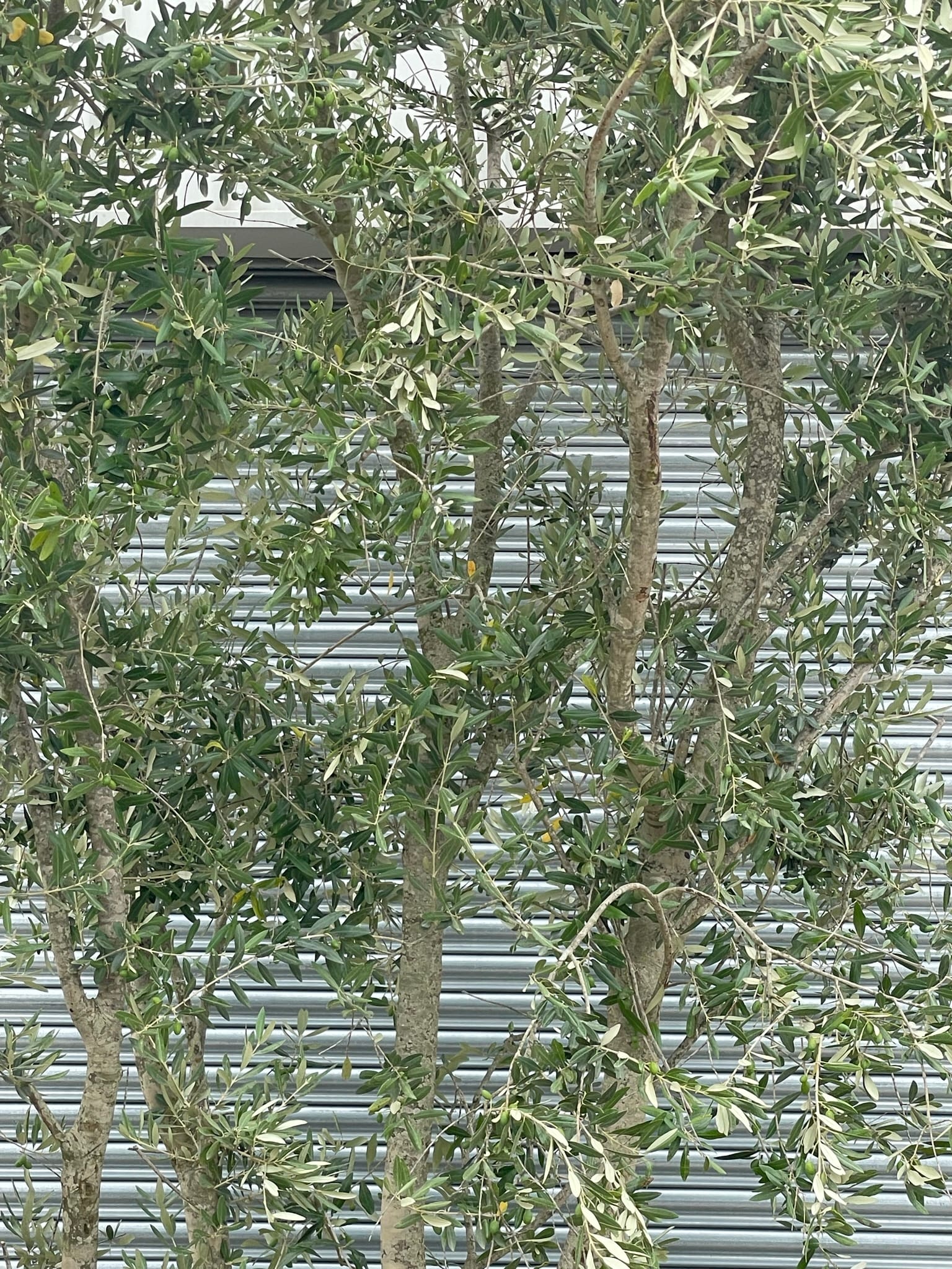 Multi-stem screening olive tree - The Norfolk Olive Tree Company