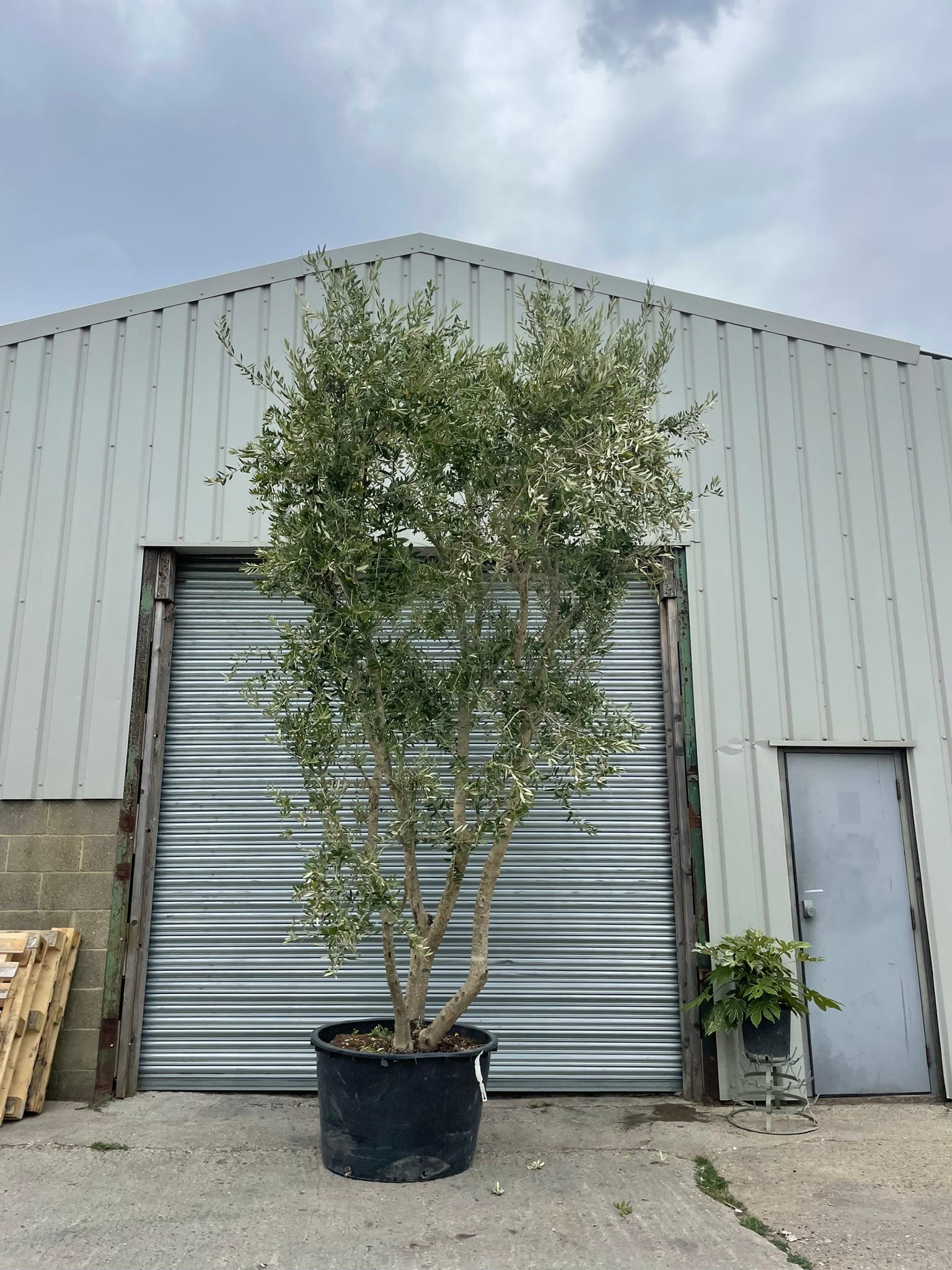 Multi-stem screening olive tree - The Norfolk Olive Tree Company