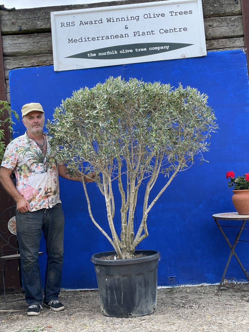 Multi stemmed Olive Tree - The Norfolk Olive Tree Company