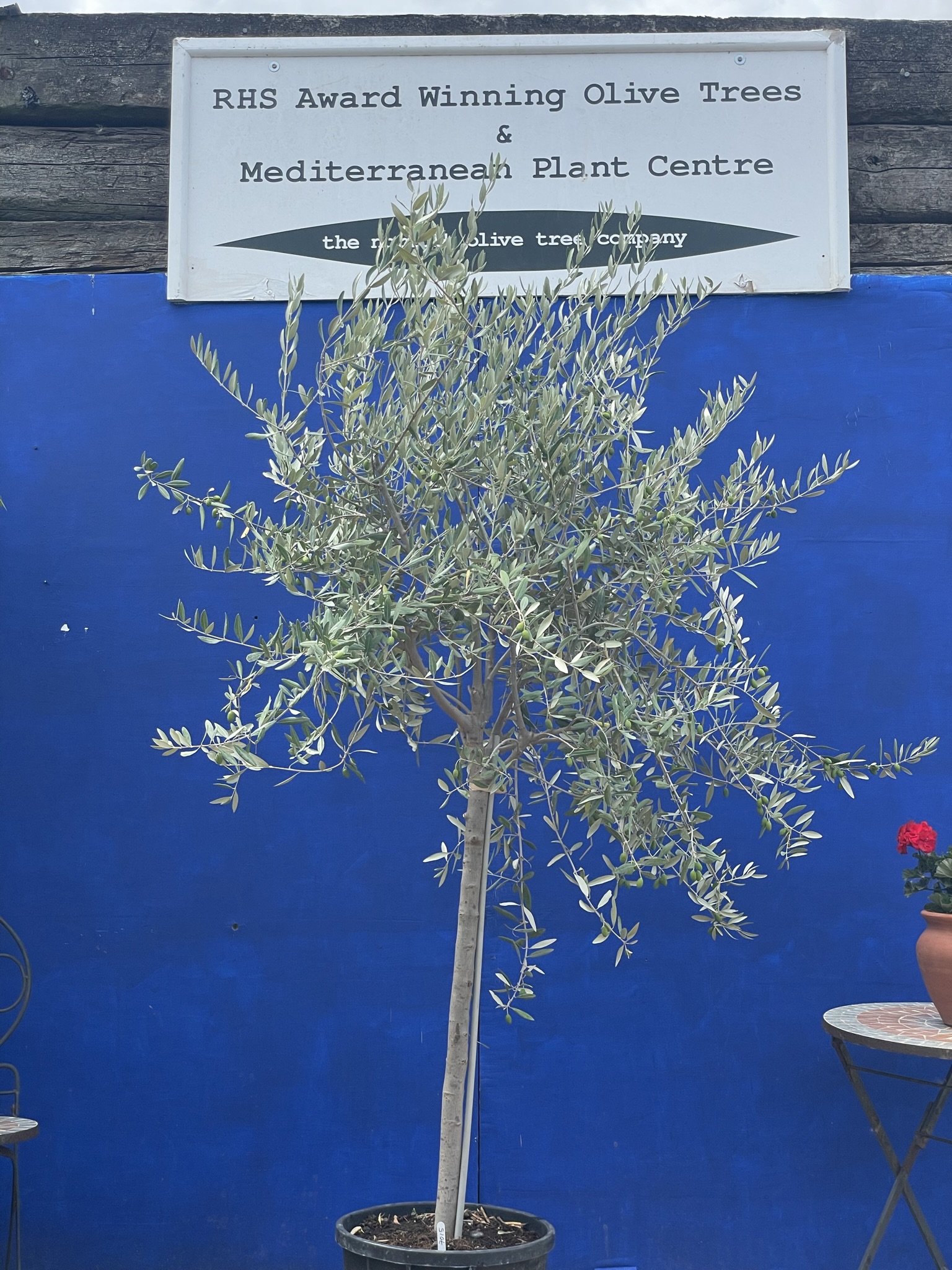 Tuscan Olive tree free delivery - The Norfolk Olive Tree Company