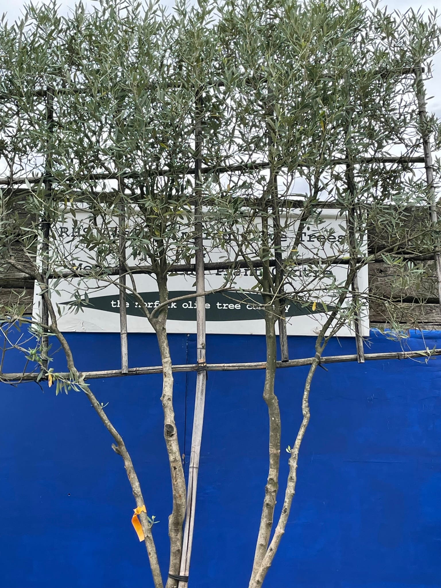 Pleached Olive Tree - The Norfolk Olive Tree Company