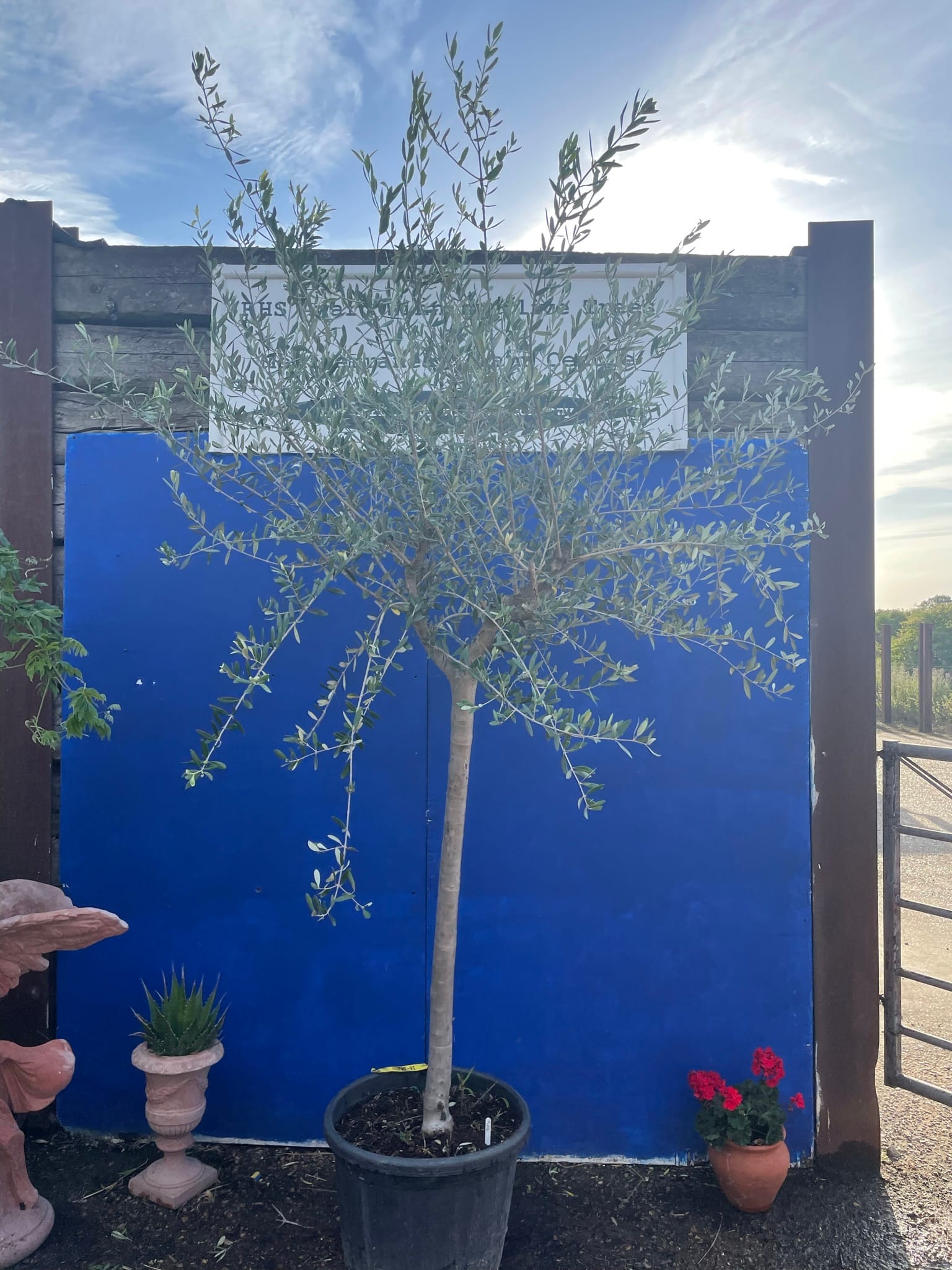 Tuscan olive tree - The Norfolk Olive Tree Company