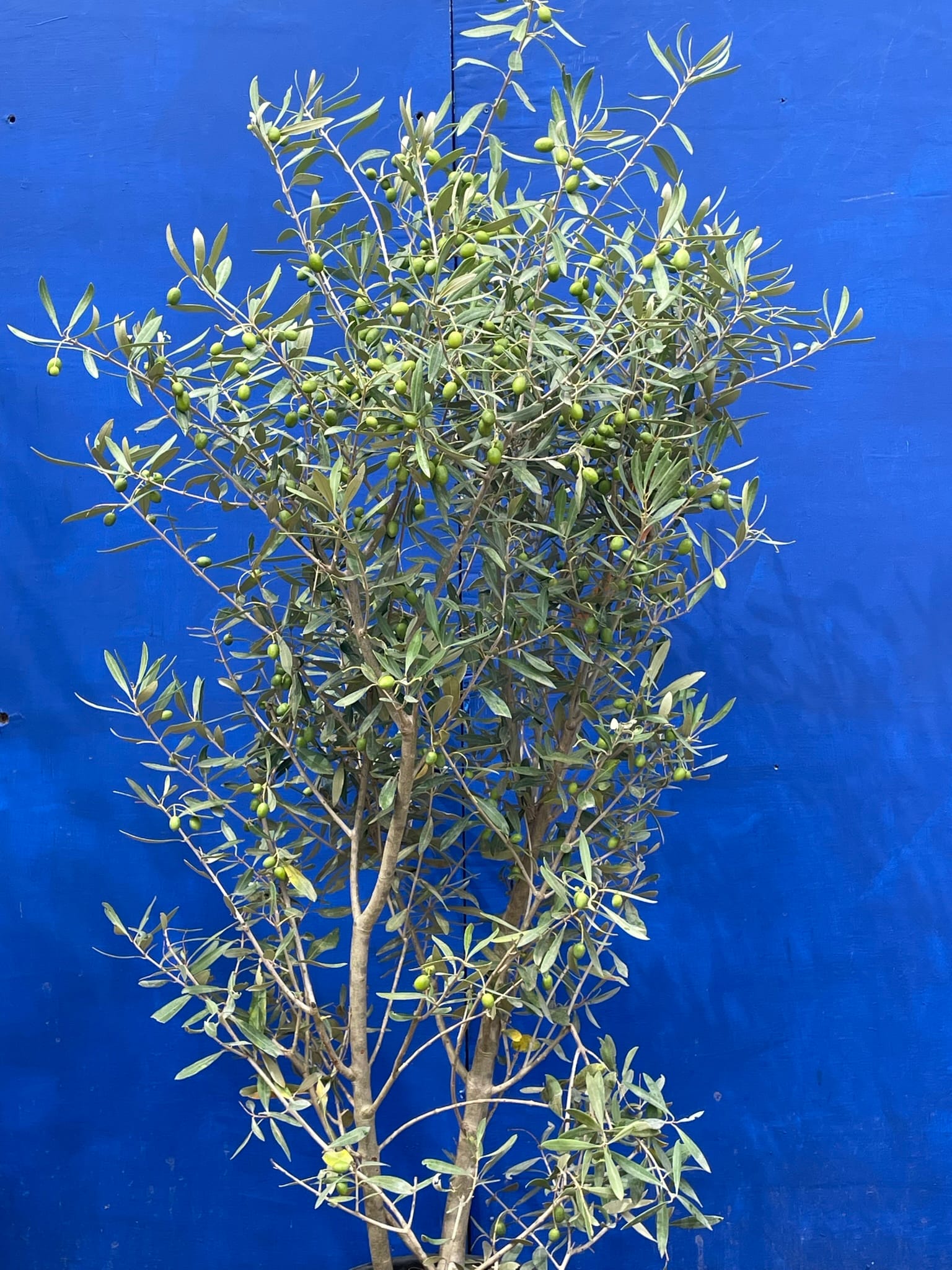 Bushy olive tree. Free delivery. - The Norfolk Olive Tree Company