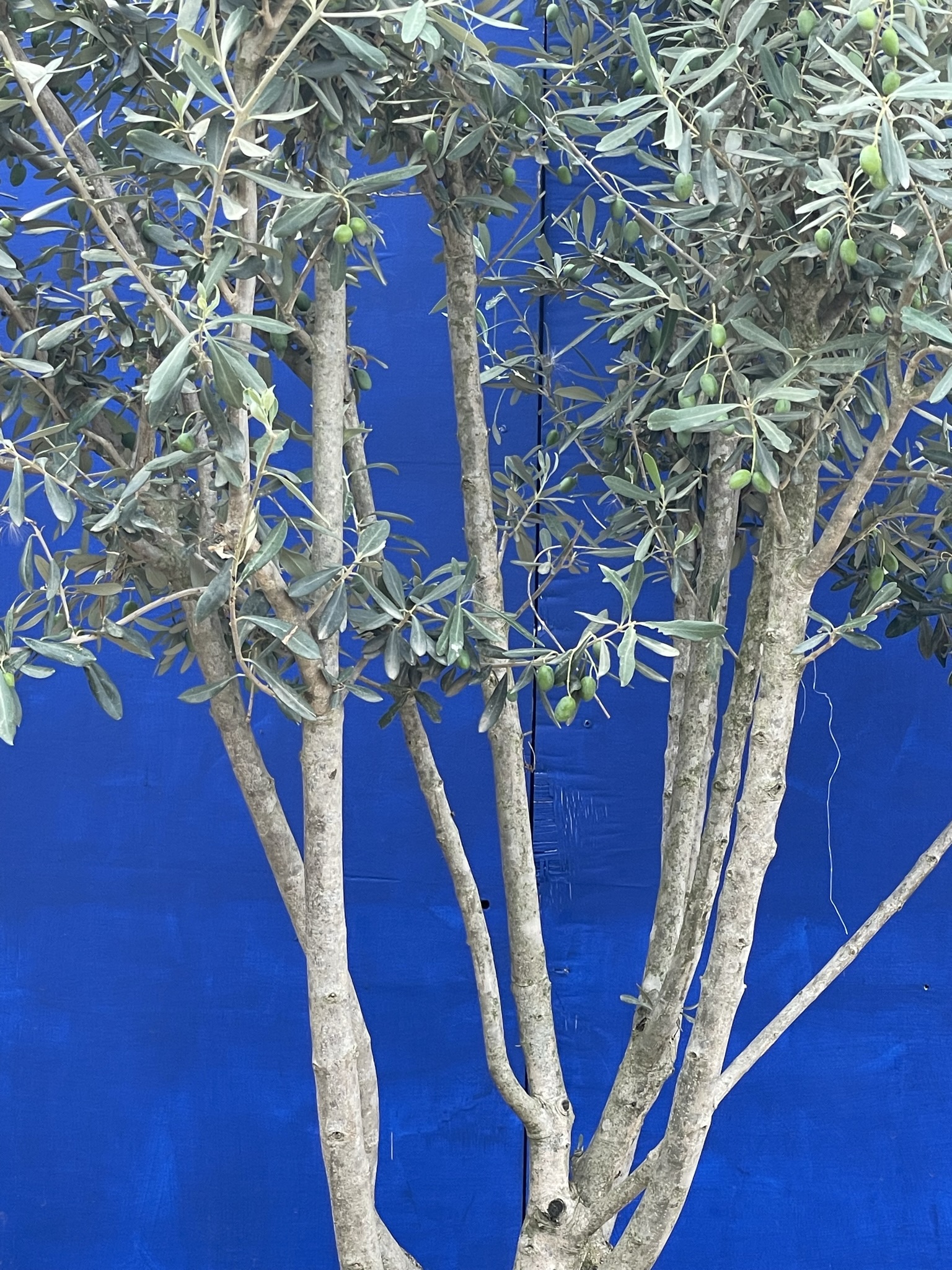Multi stemmed Olive Tree - The Norfolk Olive Tree Company