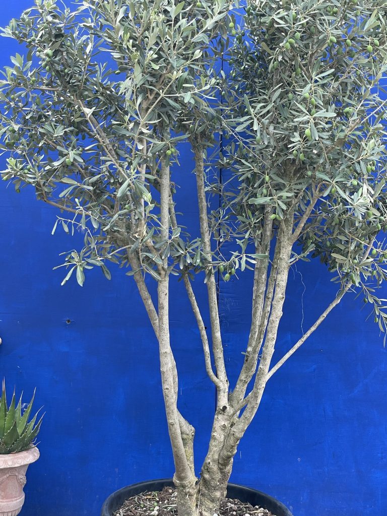 Multi stemmed Olive Tree - The Norfolk Olive Tree Company