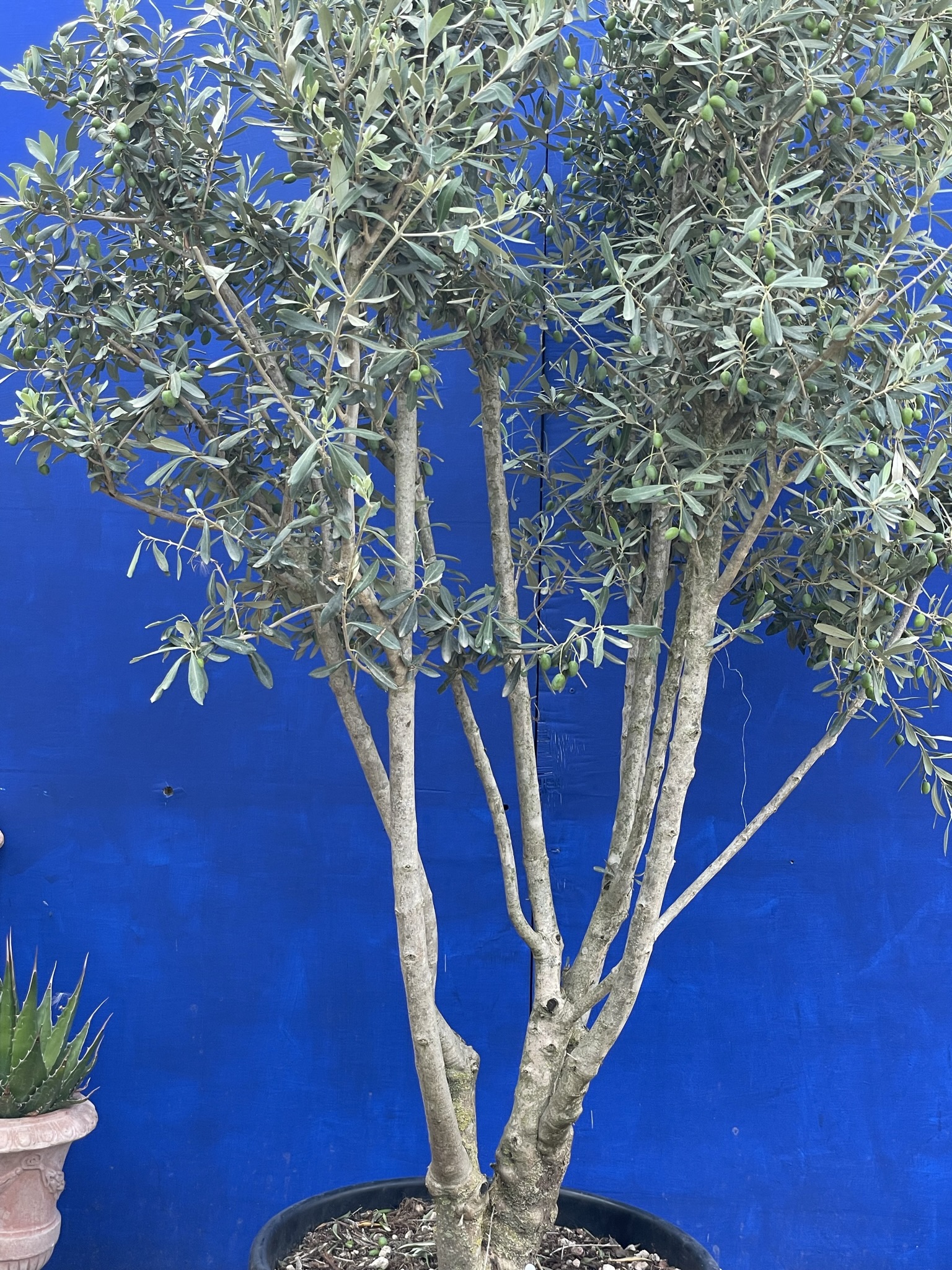 Multi stemmed Olive Tree - The Norfolk Olive Tree Company