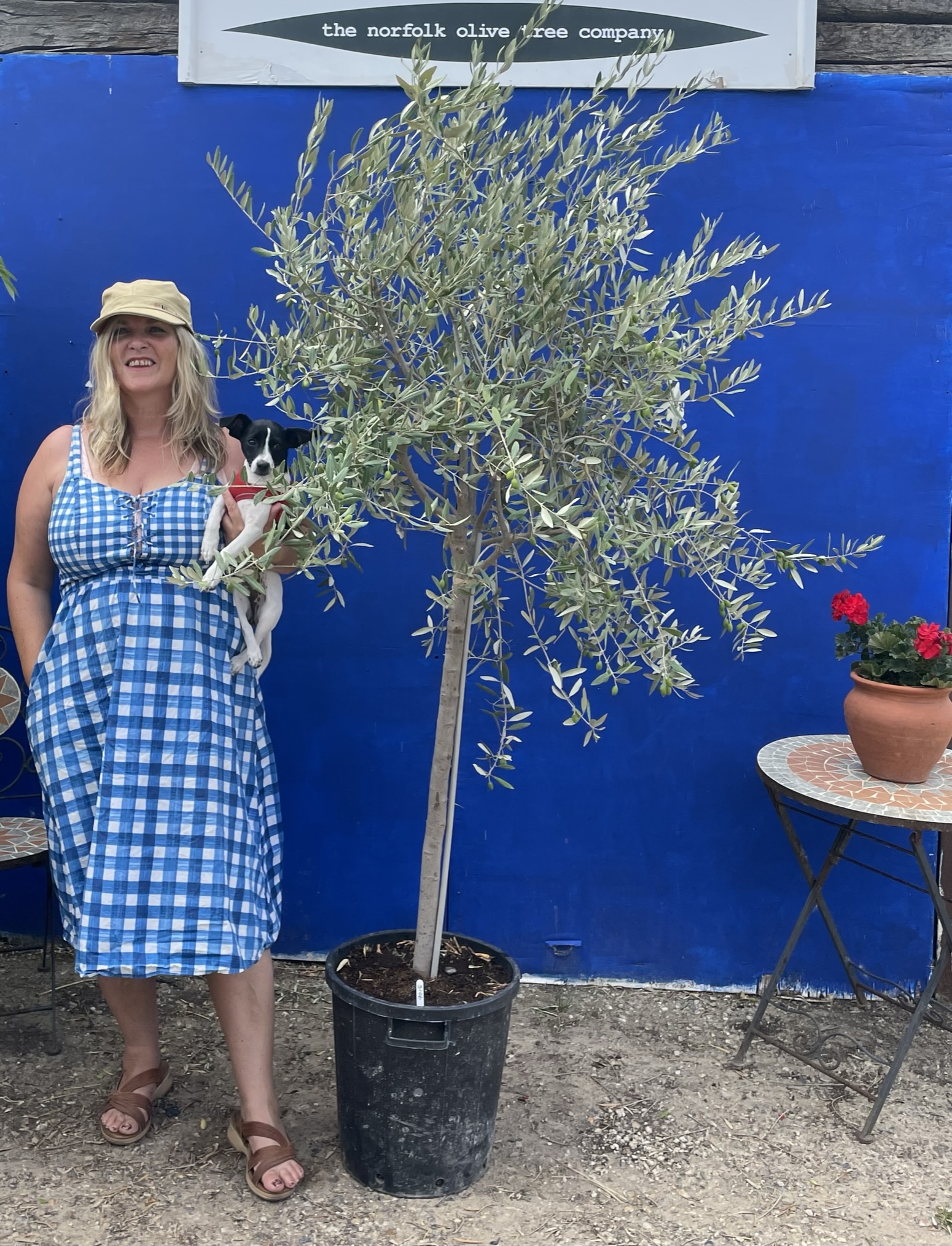 Tuscan Olive tree free delivery - The Norfolk Olive Tree Company