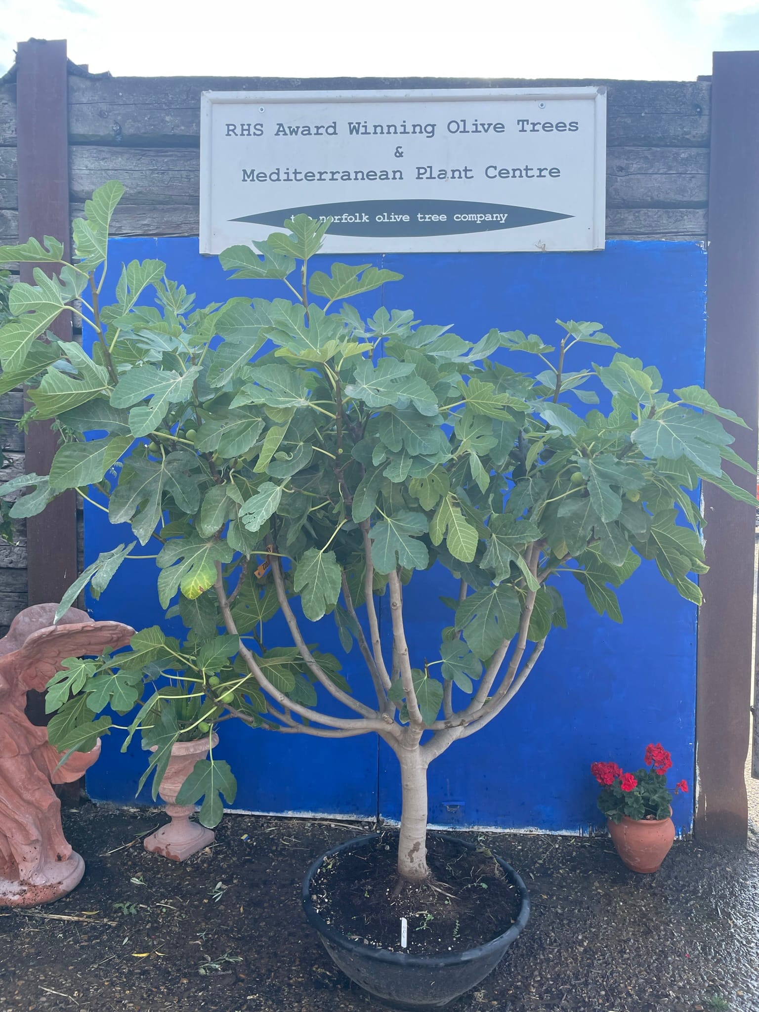 Fig tree. - The Norfolk Olive Tree Company