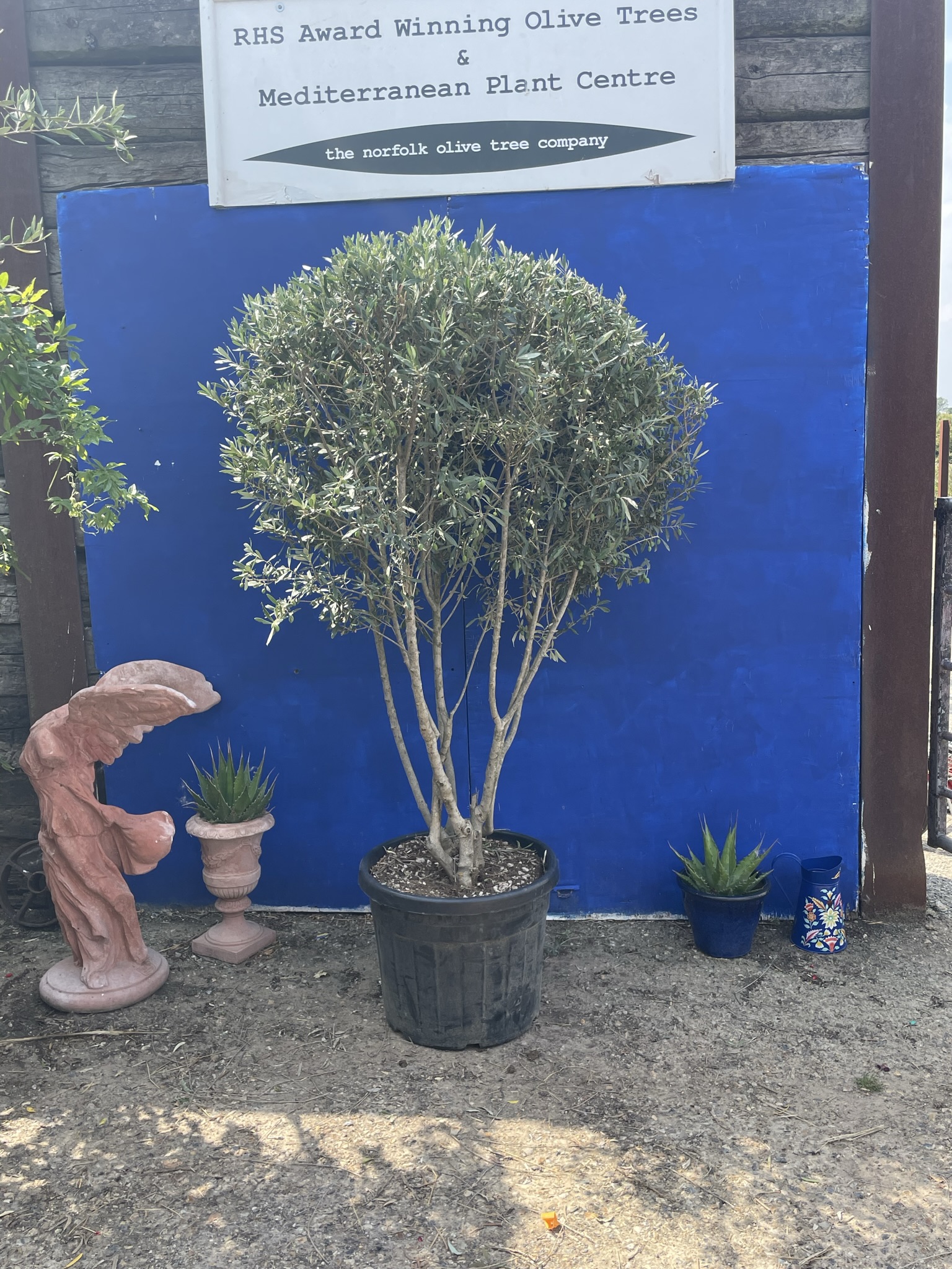 Multi stemmed Olive Tree - The Norfolk Olive Tree Company