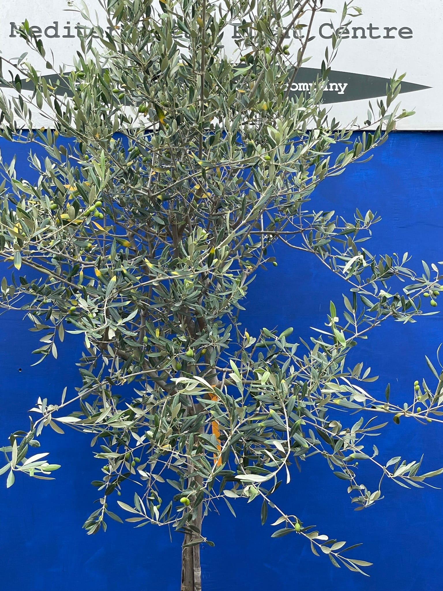 Tuscany Olive tree - The Norfolk Olive Tree Company