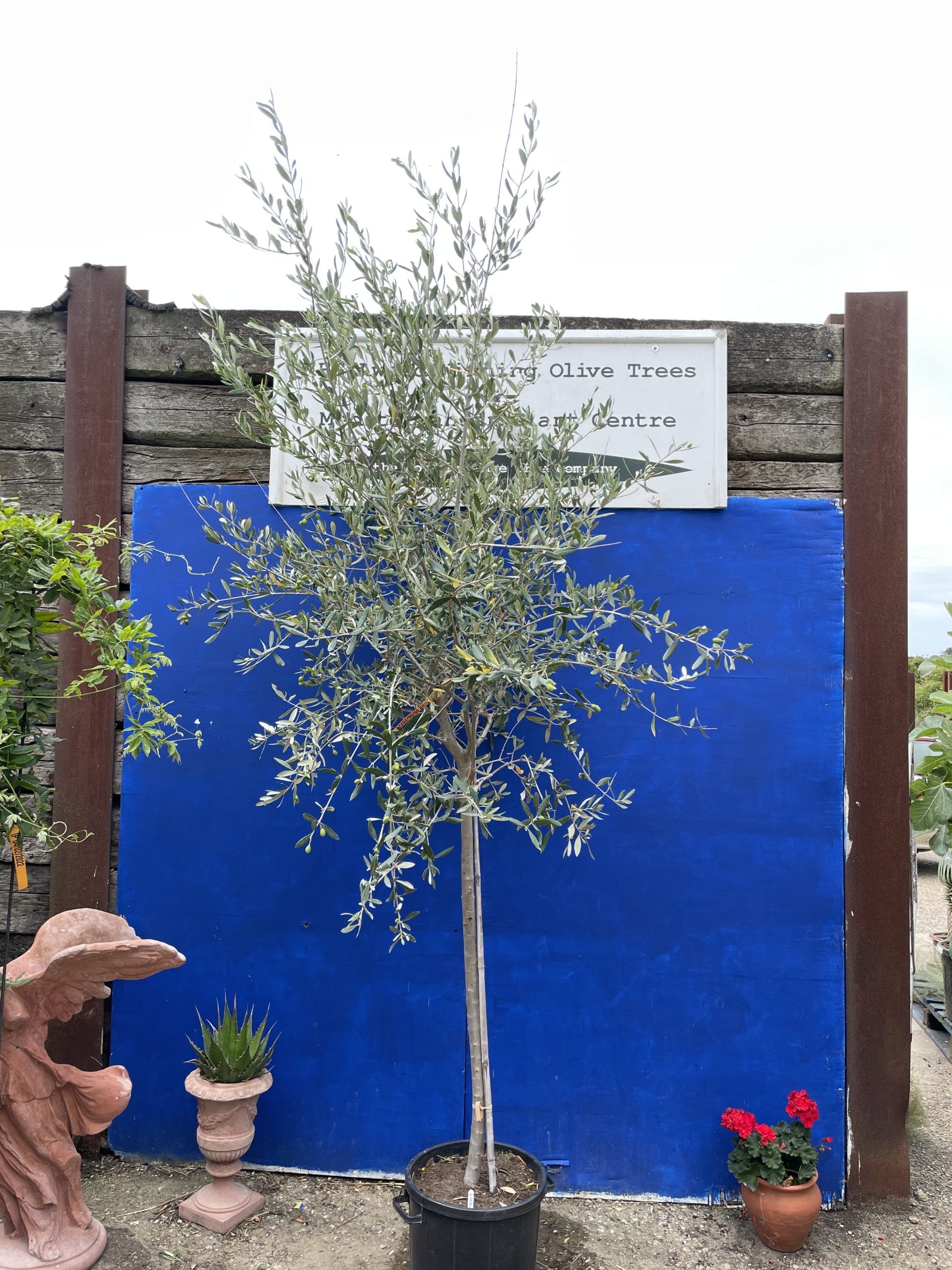 Tuscany Olive tree - free delivery - The Norfolk Olive Tree Company