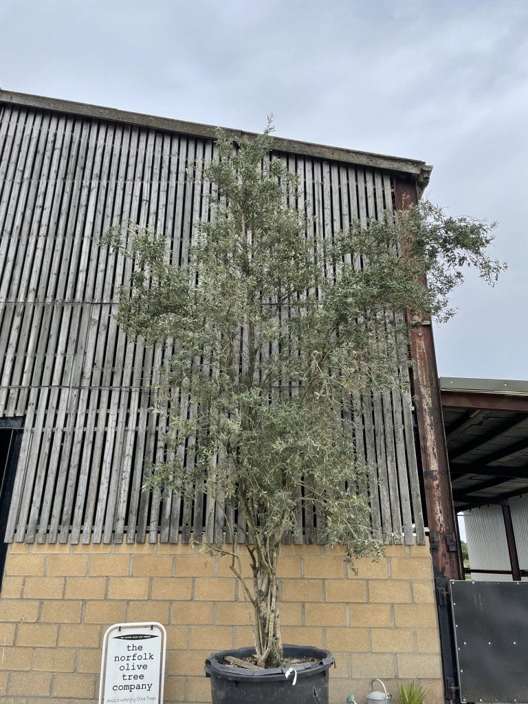 Wild screening Olive tree - The Norfolk Olive Tree Company