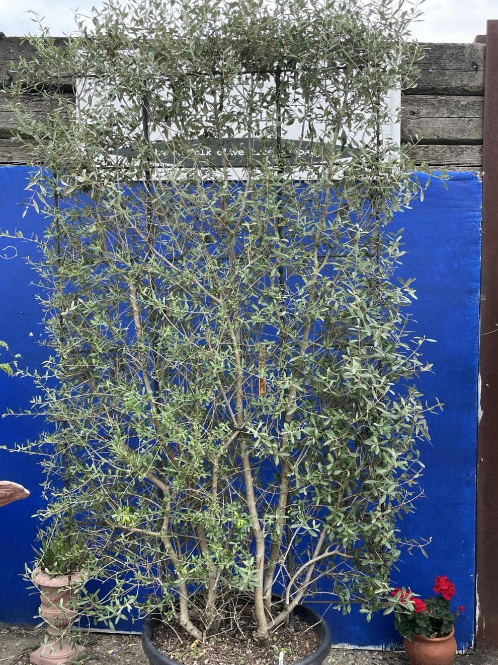 Espalier Olive tree-Tall specimen - The Norfolk Olive Tree Company