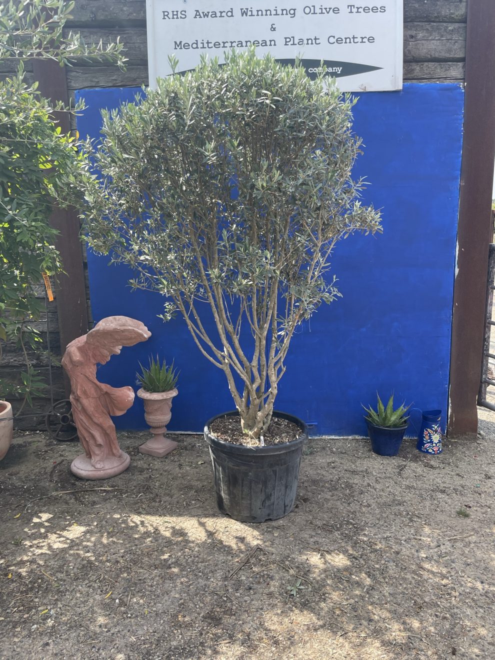 Multi stemmed Olive Tree - The Norfolk Olive Tree Company