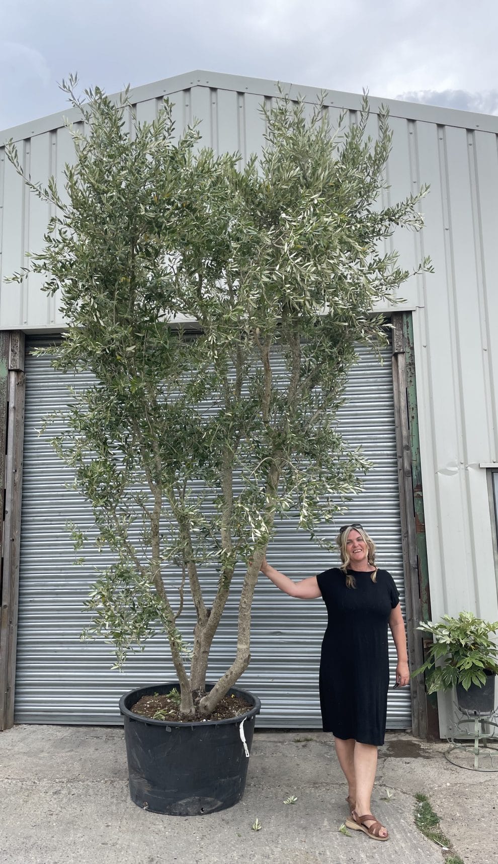 Multi-stem screening olive tree - The Norfolk Olive Tree Company