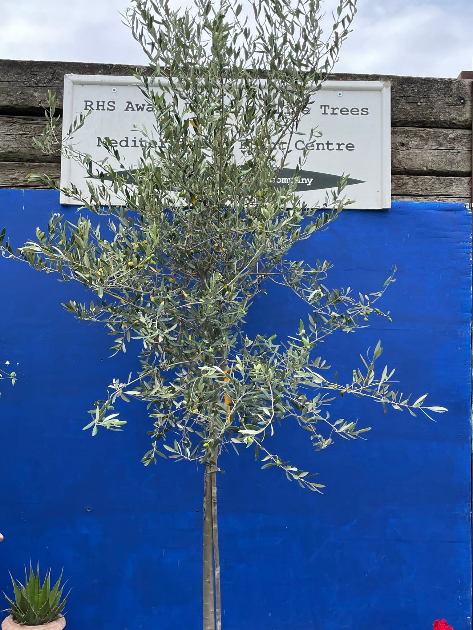 Tuscany Olive tree - The Norfolk Olive Tree Company