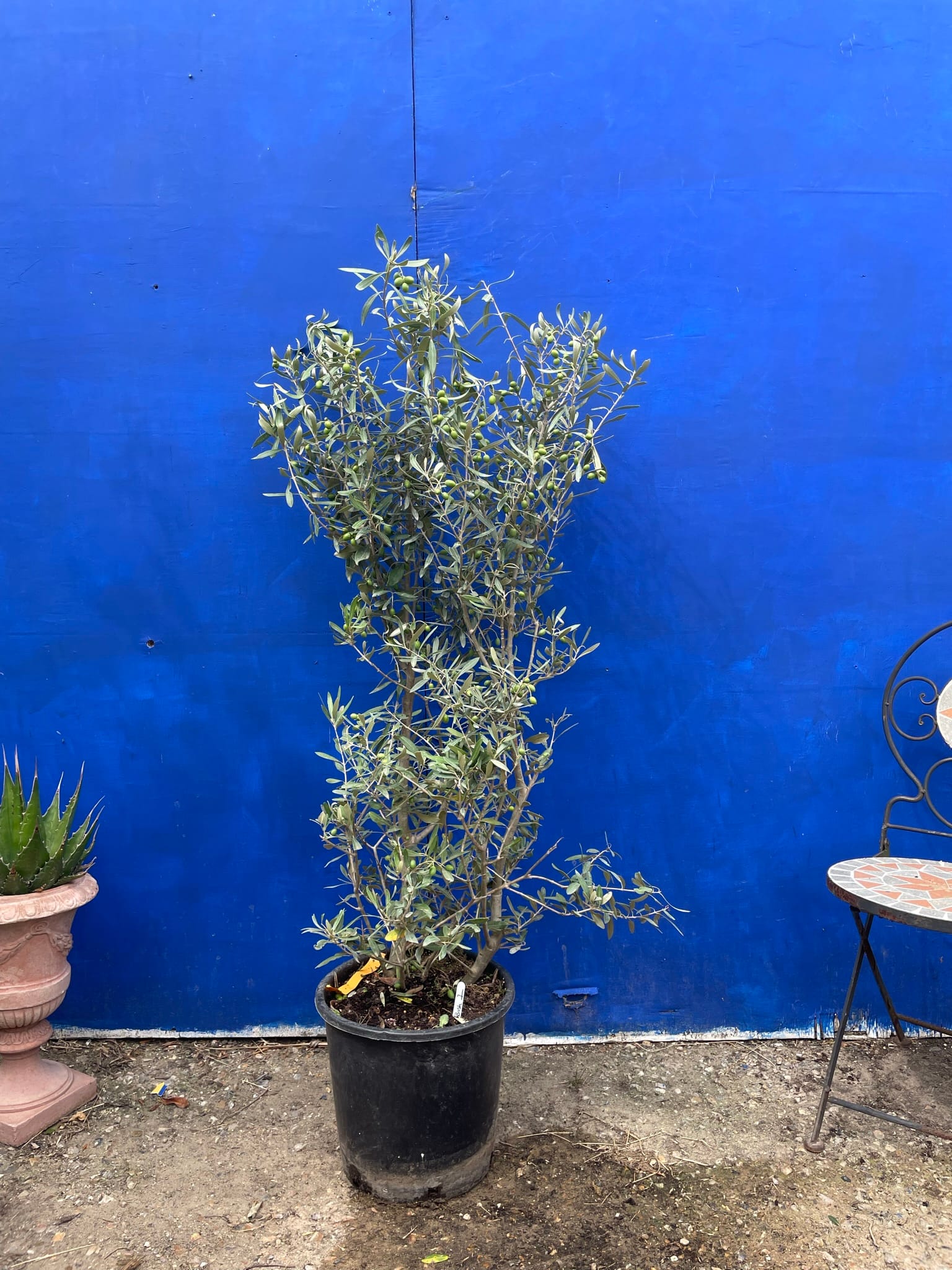 Bushy olive tree. Free delivery. - The Norfolk Olive Tree Company