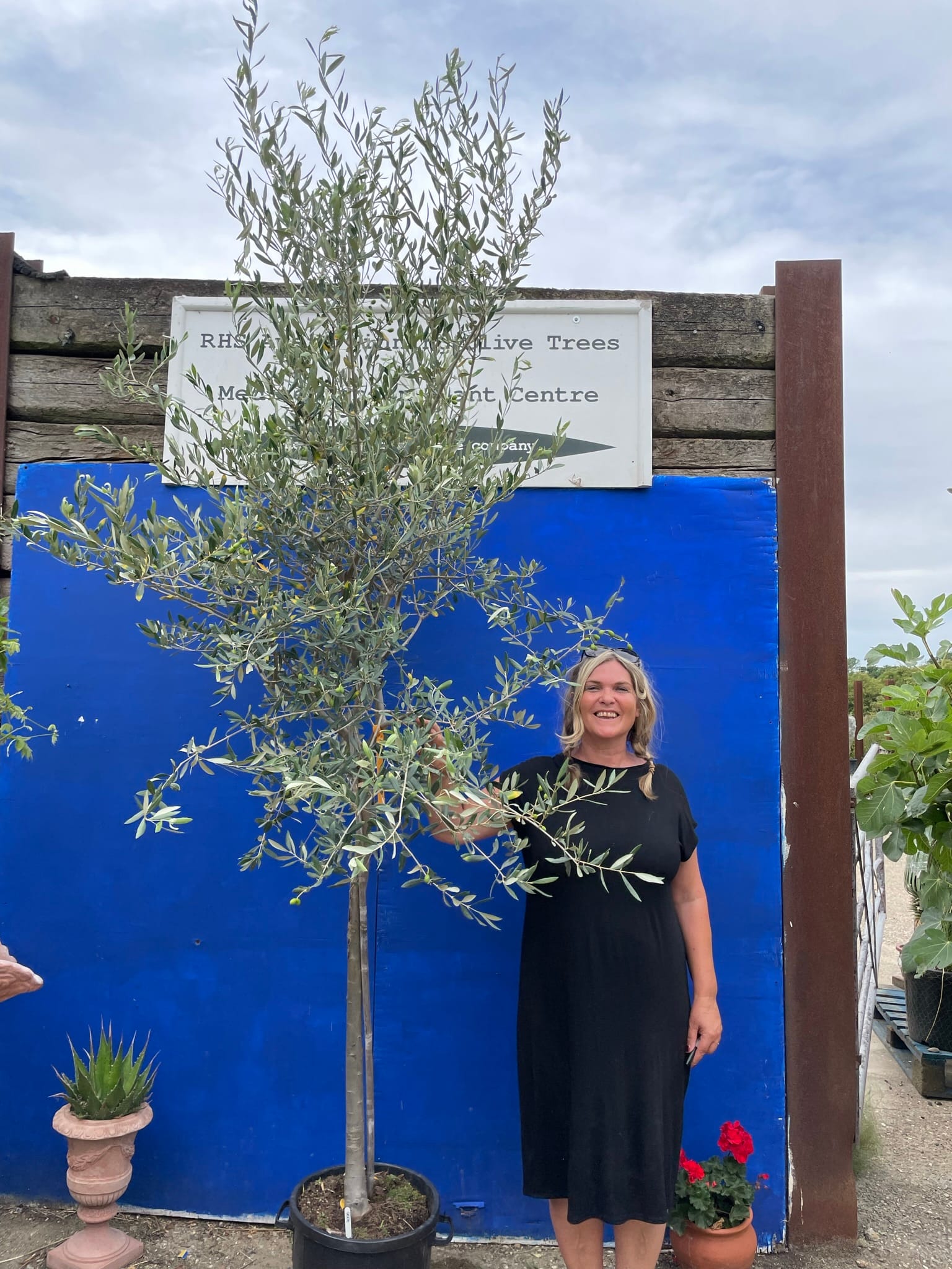 Tuscany Olive tree - The Norfolk Olive Tree Company