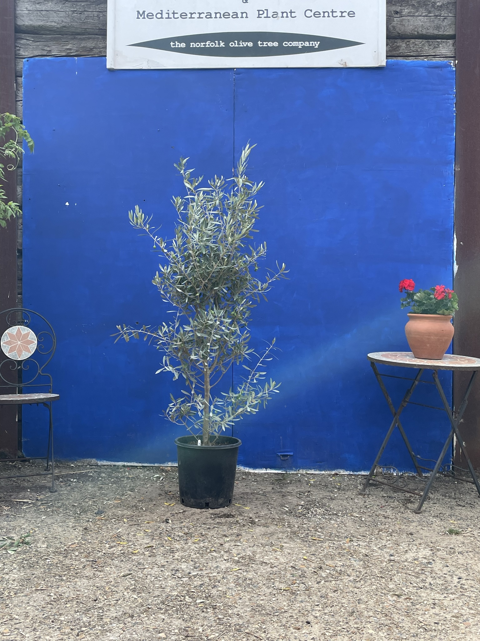 Bushy olive tree. Free delivery. - The Norfolk Olive Tree Company