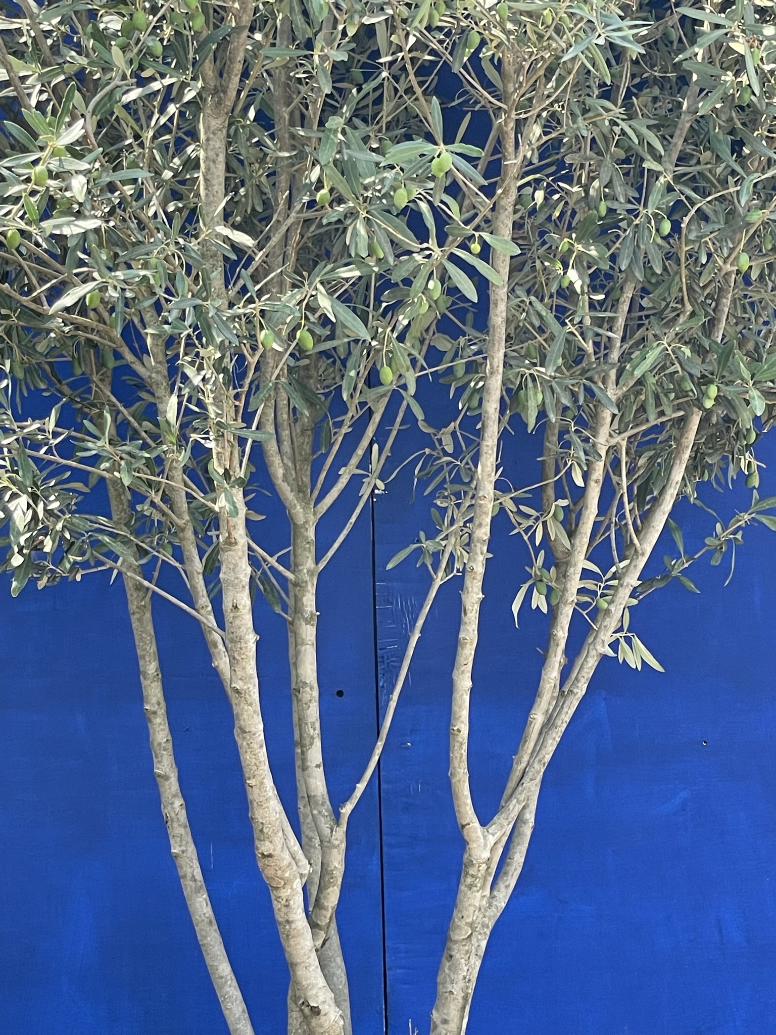 Multi stemmed Olive Tree - The Norfolk Olive Tree Company
