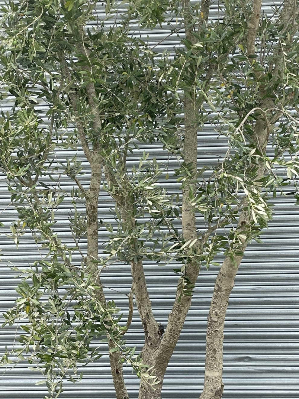 Multi-stem screening olive tree - The Norfolk Olive Tree Company