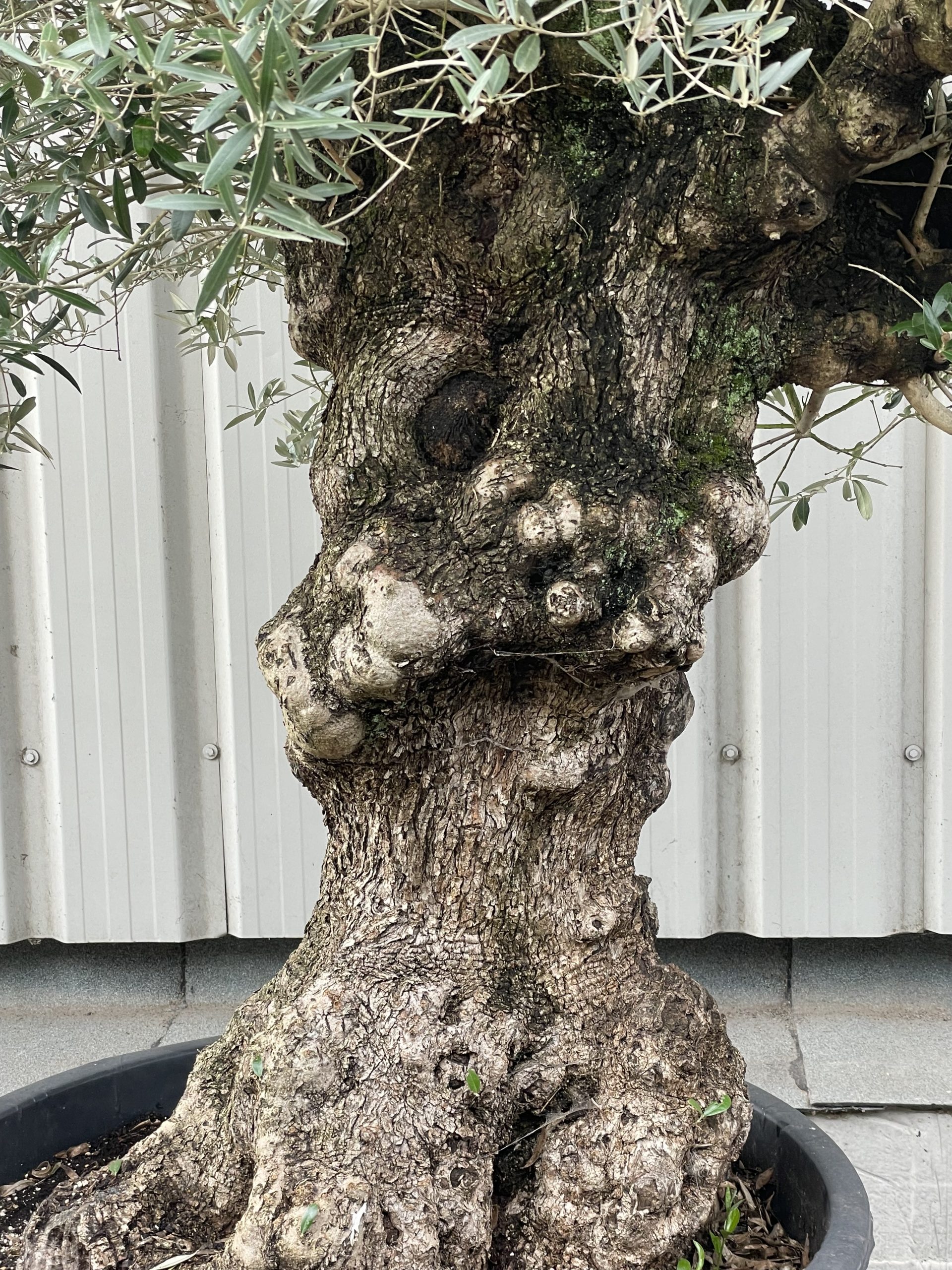 Large olive tree gnarled trunk - The Norfolk Olive Tree Company