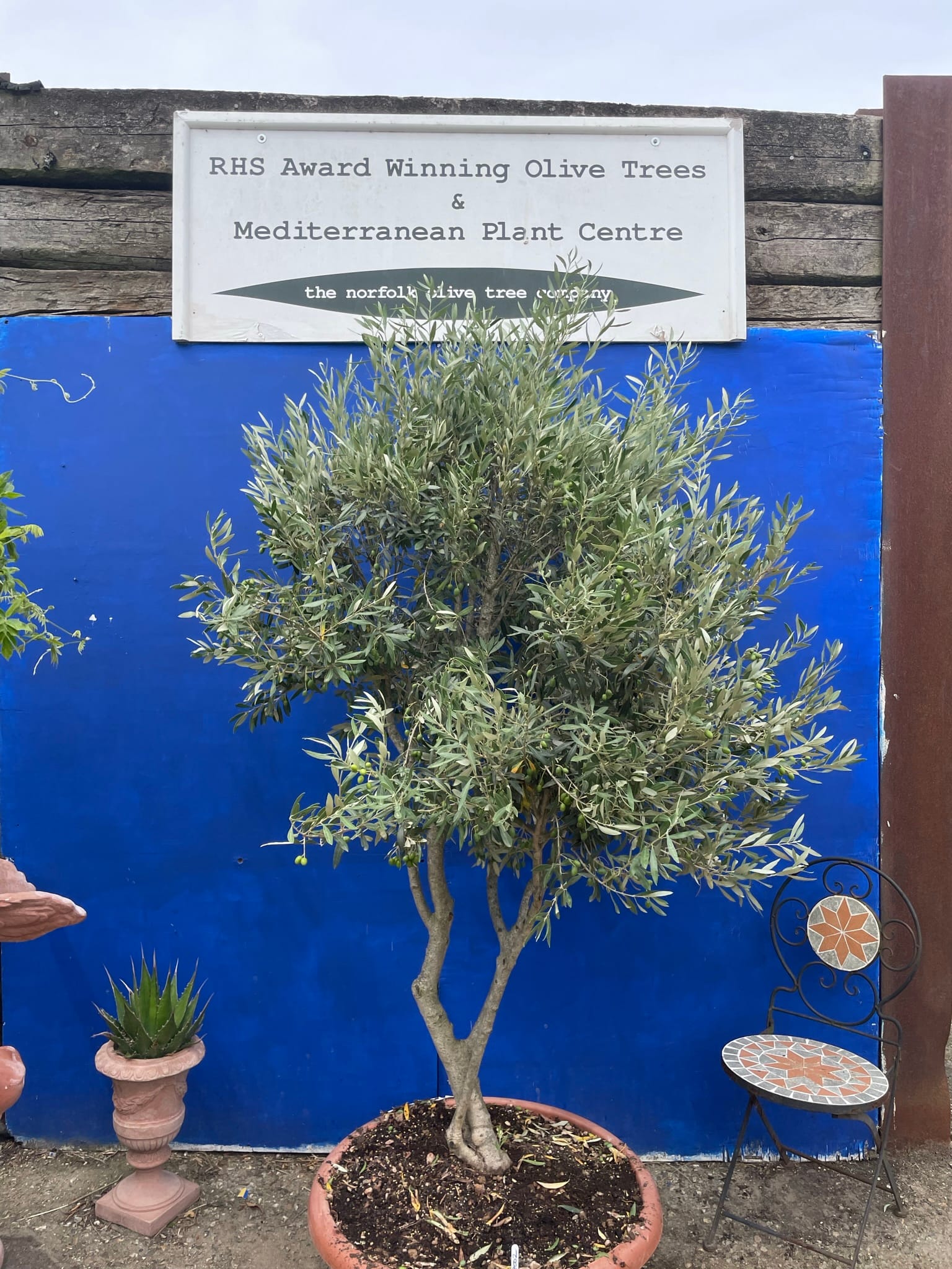 Multi stemmed Olive Tree - The Norfolk Olive Tree Company