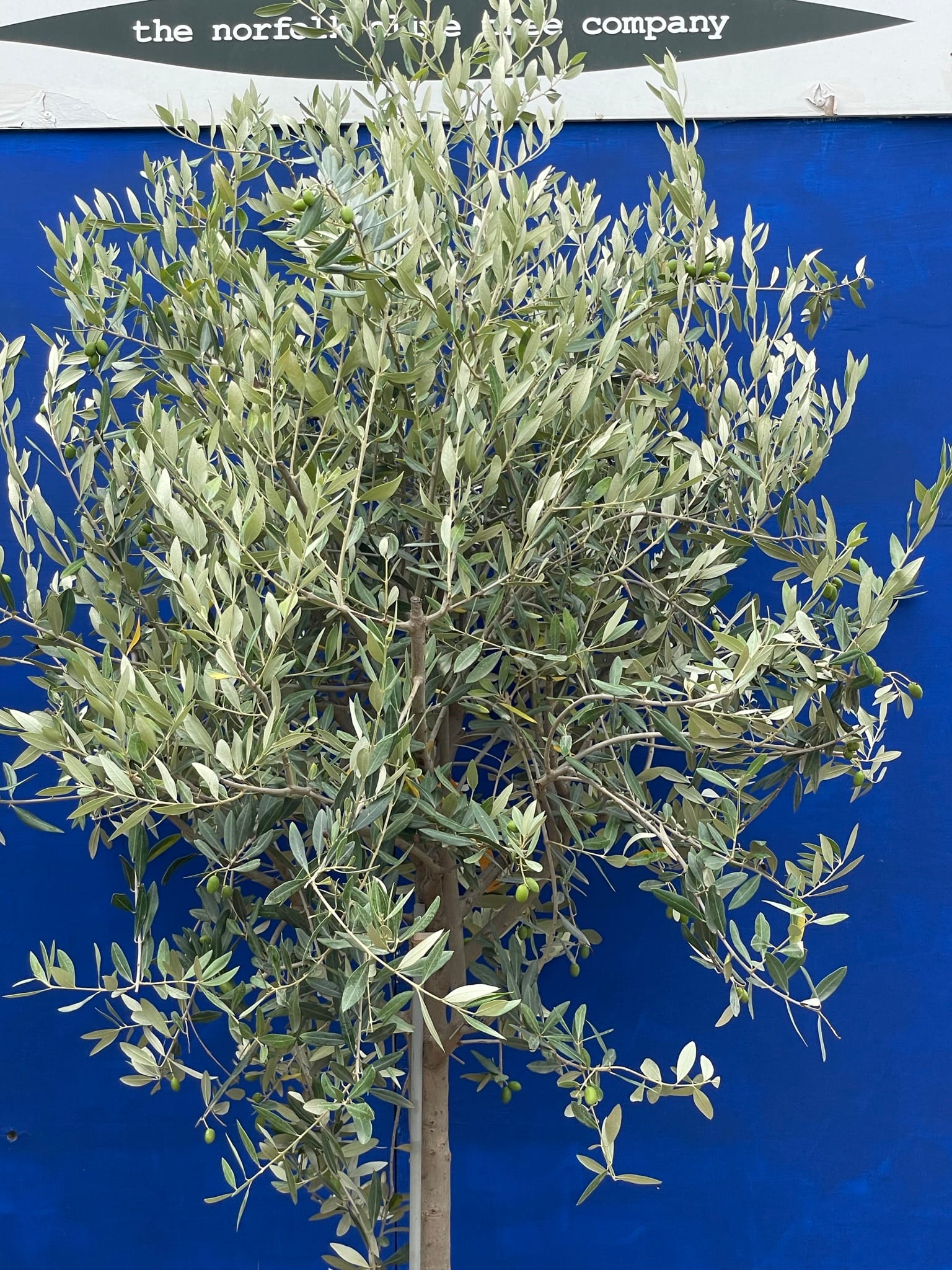 Tuscany Olive tree - The Norfolk Olive Tree Company