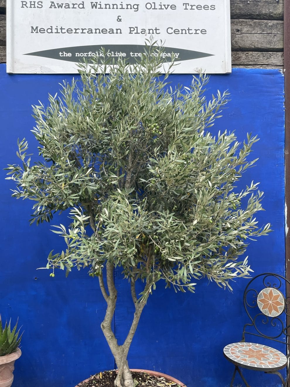 Multi stemmed Olive Tree - The Norfolk Olive Tree Company