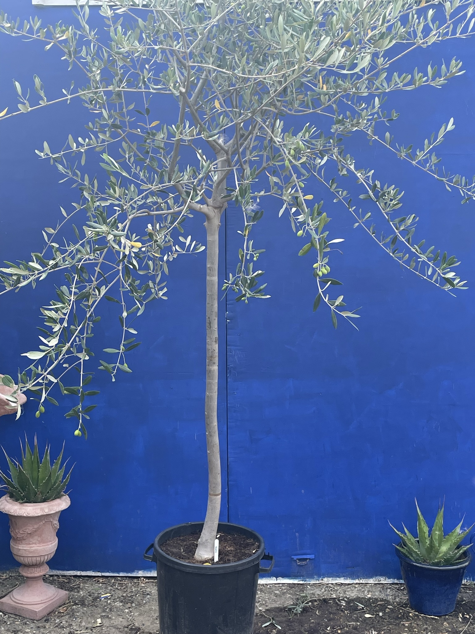 Tuscan Olive tree- free delivery. - The Norfolk Olive Tree Company